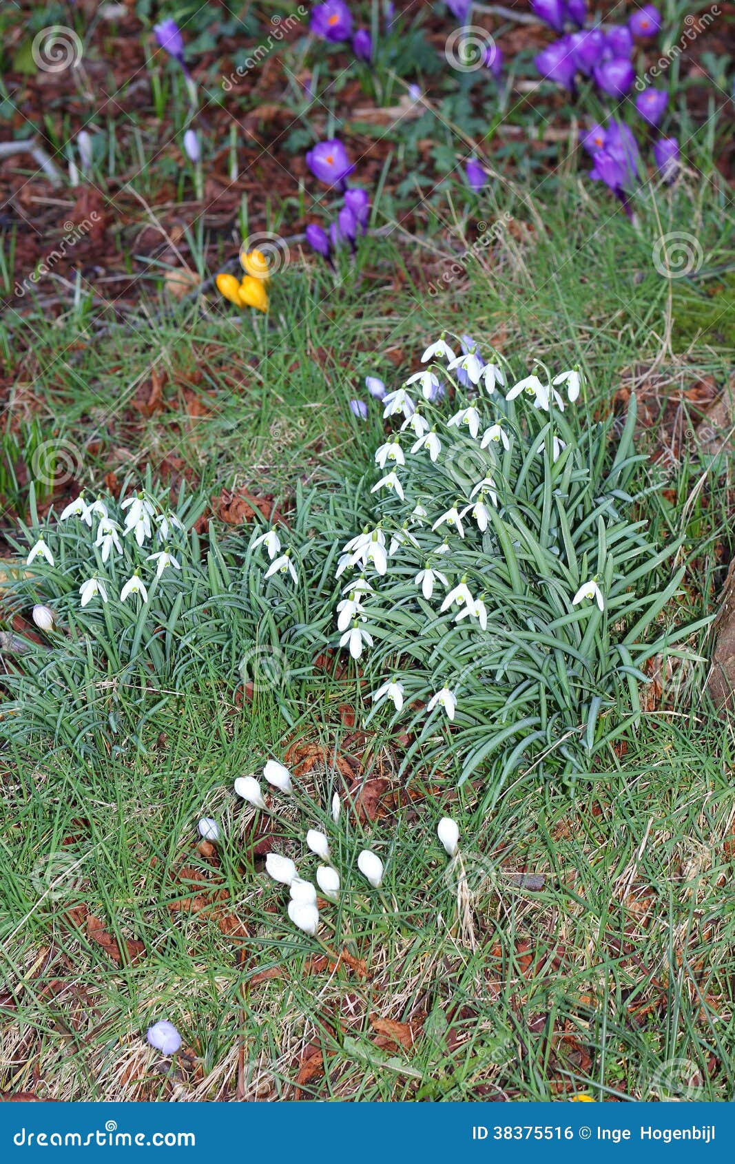 Wild Cuddling Snowdrops and Crocuses, Holland Stock Photo - Image of ...