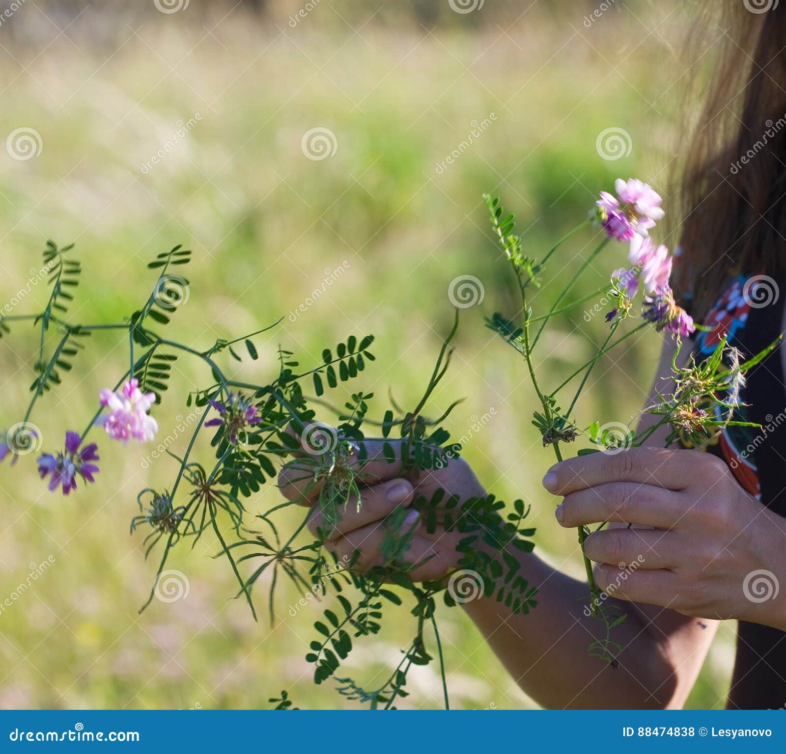 Wild curly flowers stock photo. Image of botany, action - 88474838