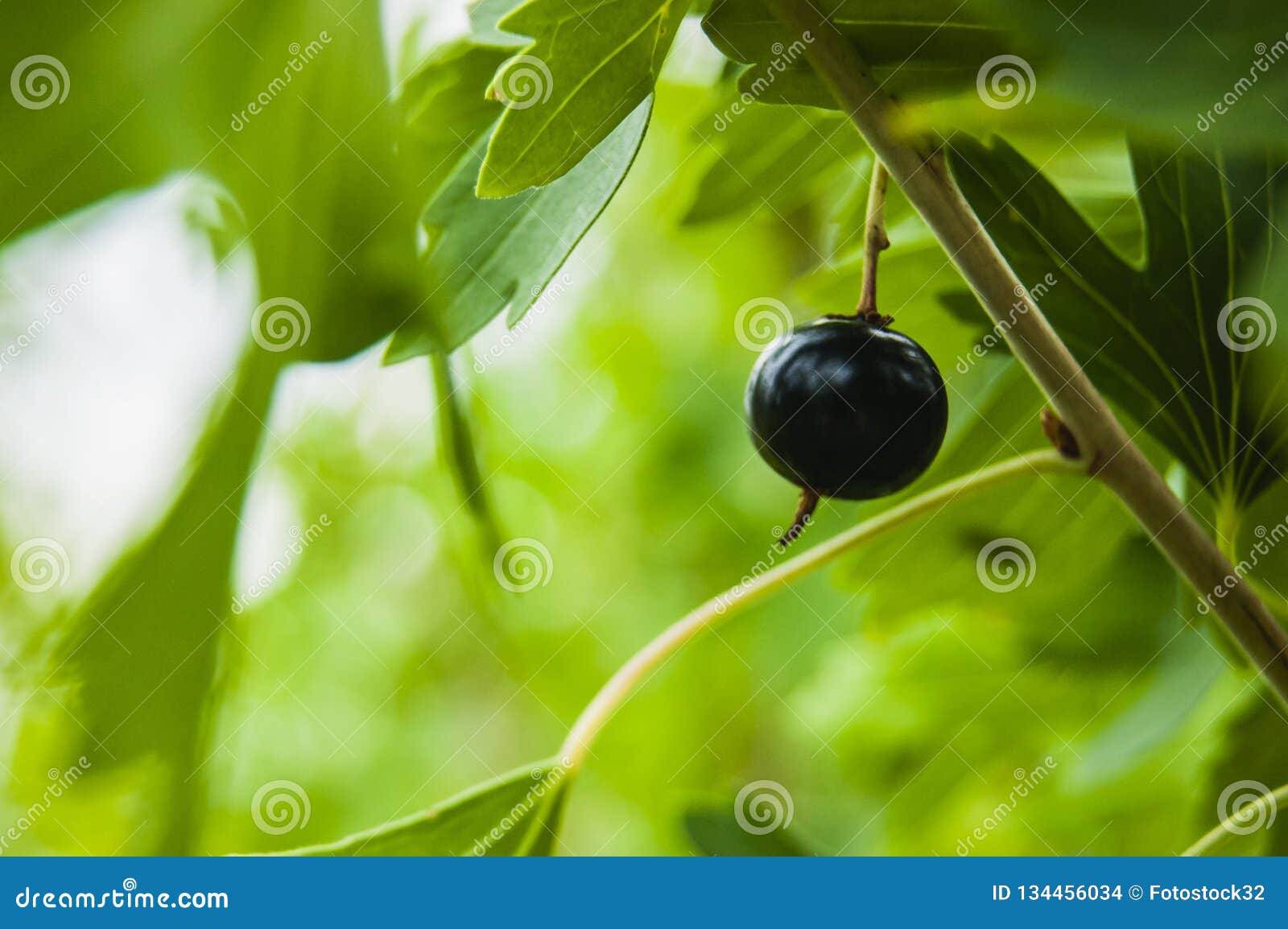 Wild Currant Berry on a Branch in the Forest Stock Photo - Image of ...