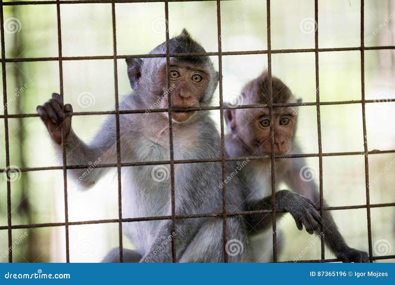Wild cute monkeys at cage stock photo. Image of looking - 87365196