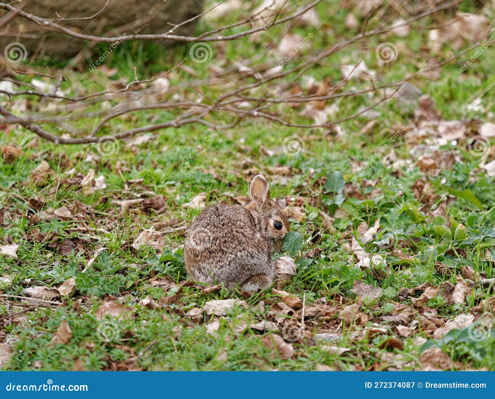 Wild Cute Rabbit in a Meadow Stock Image - Image of hare, holiday ...