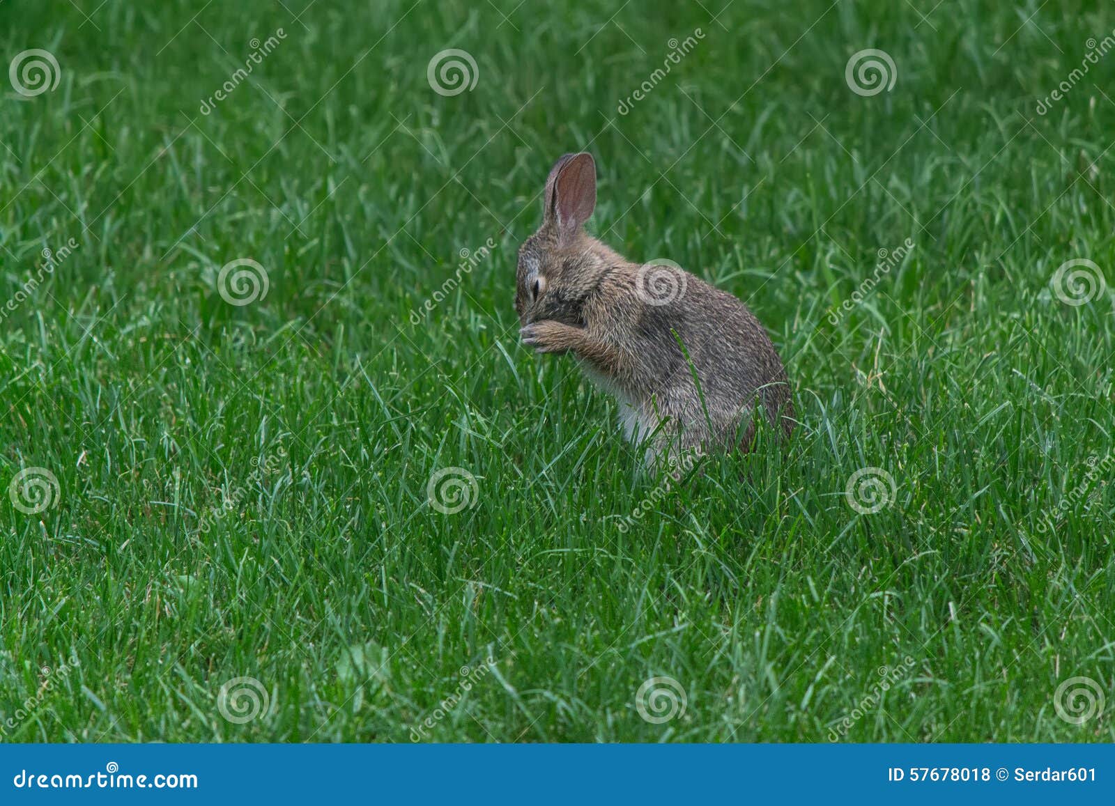Wild cute rabbit stock photo. Image of organism, fauna - 57678018