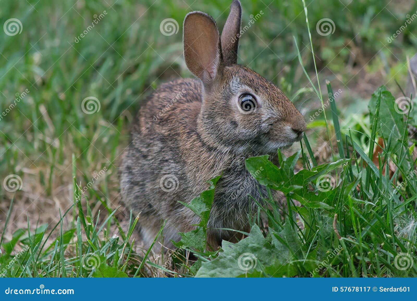 Wild cute rabbit stock image. Image of mammal, hare, grass - 57678117