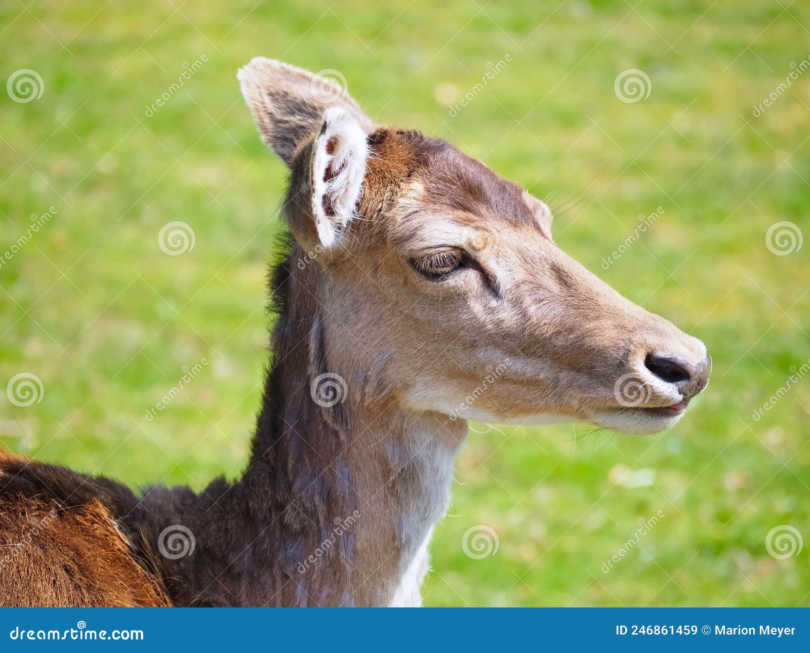 Wild Cute Roe Deer on a Meadow Stock Image - Image of close, hunt ...