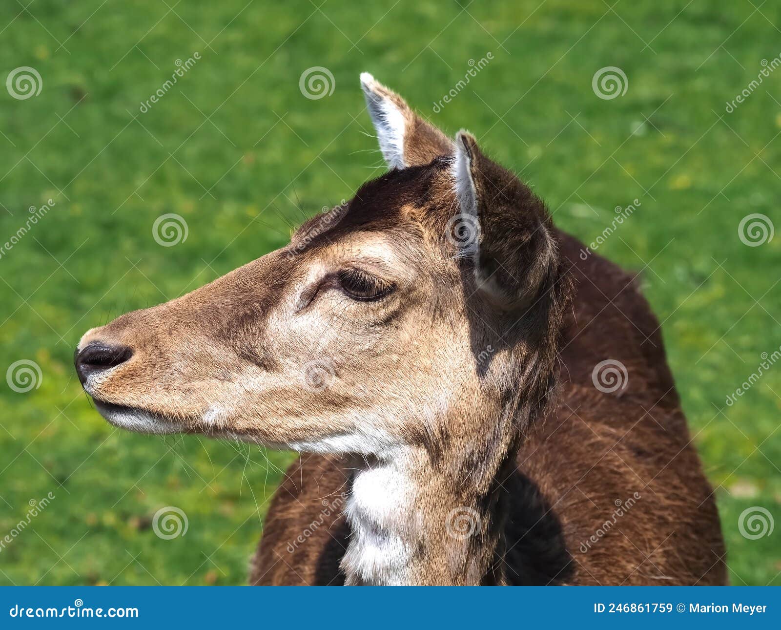 Wild Cute Roe Deer on a Meadow Stock Image - Image of forest, green ...