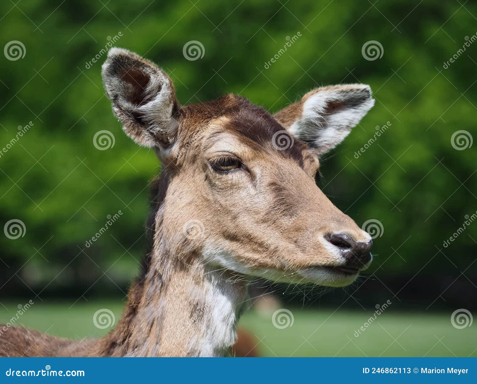 Wild Cute Roe Deer on a Meadow Stock Image - Image of drill, deers ...