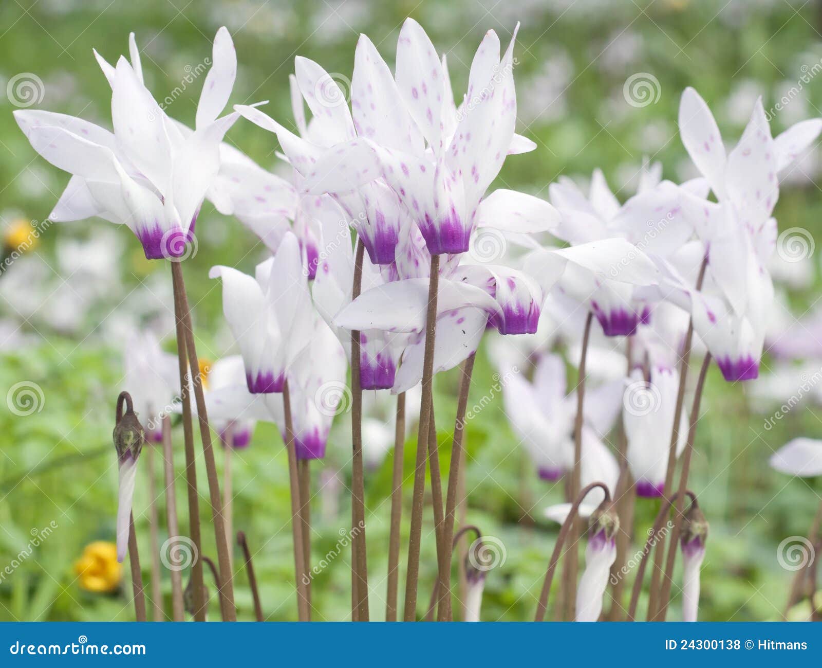 Wild Cyclamen Bloom in the Forest Stock Photo - Image of detail, field ...