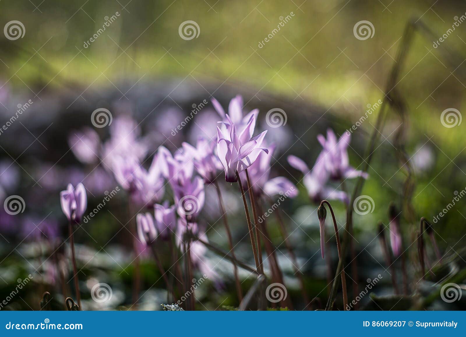 Wild Cyclamen Hederifolium in Forest . Stock Image - Image of blooming ...