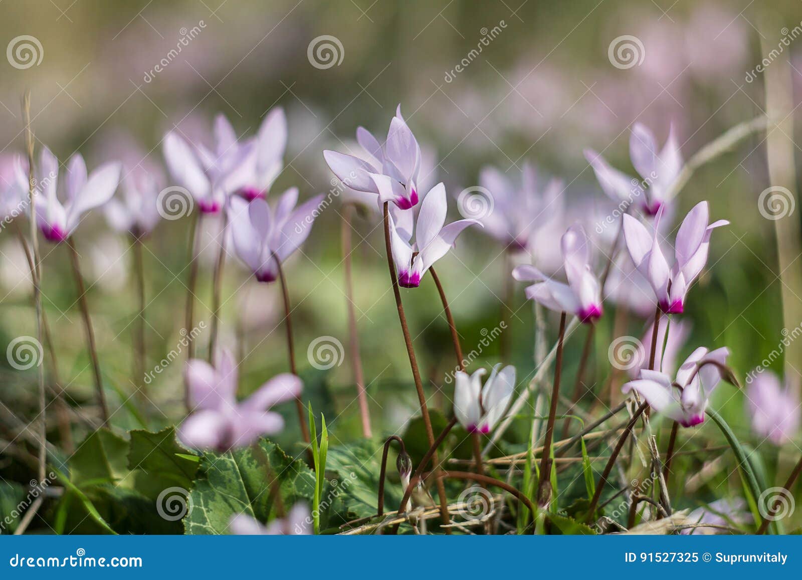 Wild Cyclamen Hederifolium in Forest . Stock Image - Image of cluster ...
