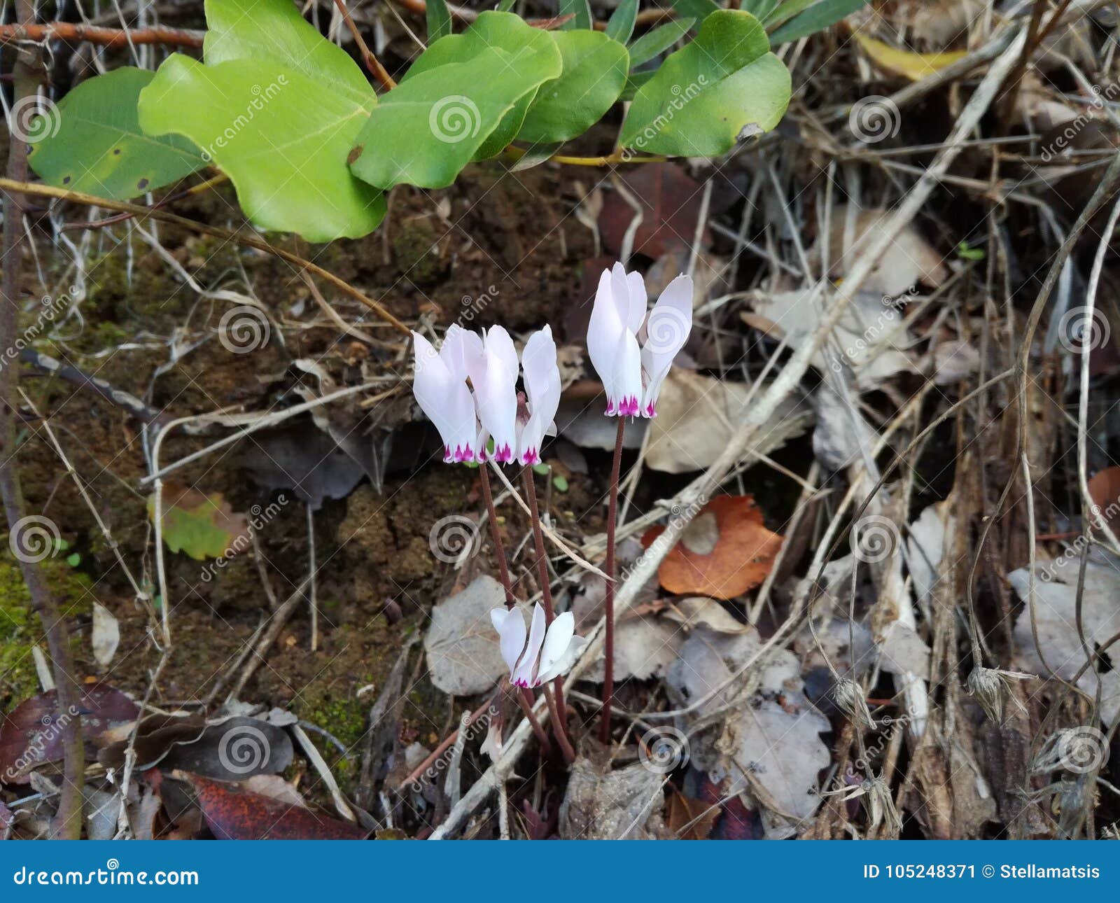 Wild cyclamen stock image. Image of fall, autumn, cyclamen - 105248371