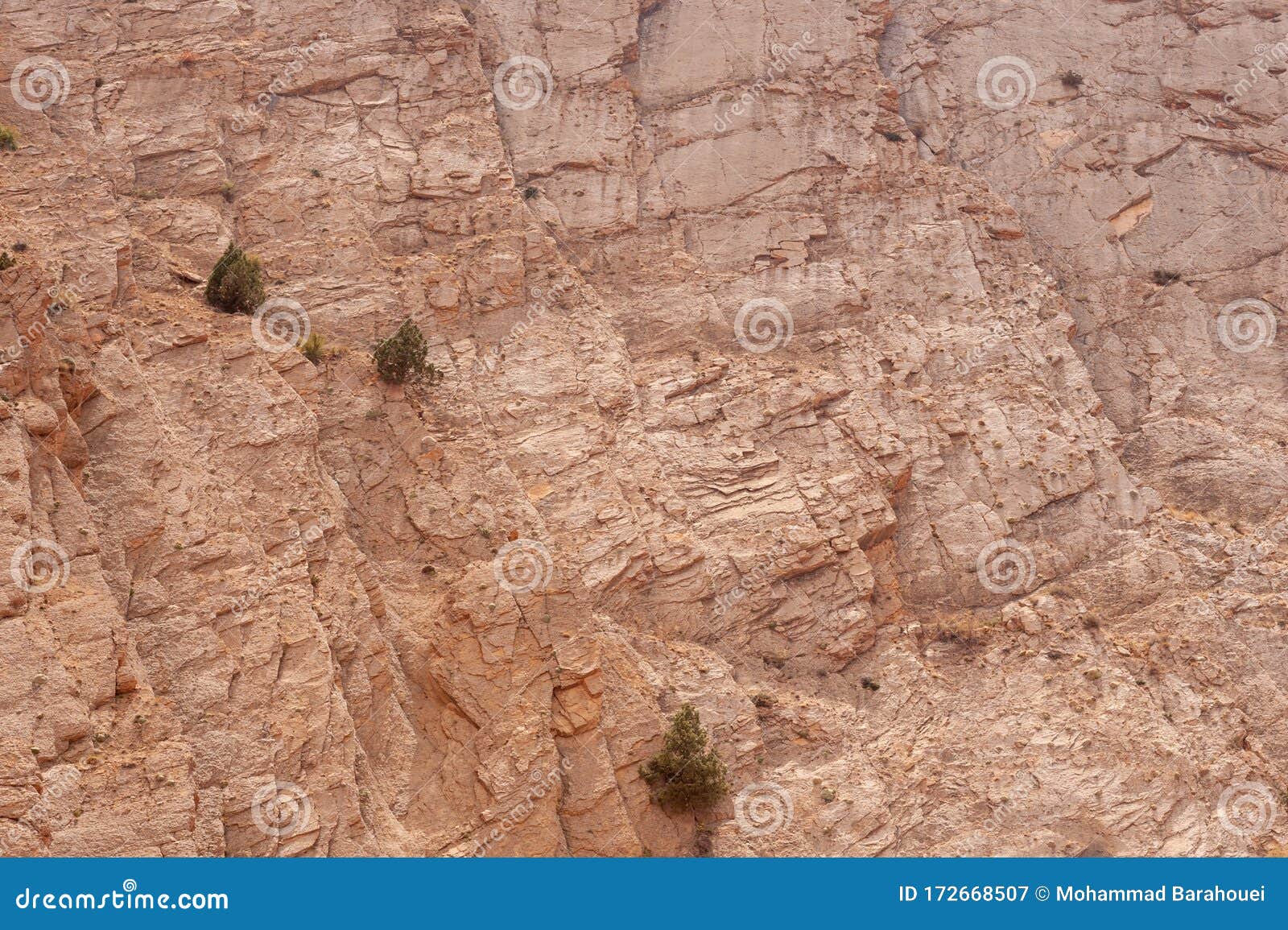 Wild Cypress Tree on the Mountain Stock Image - Image of bush ...