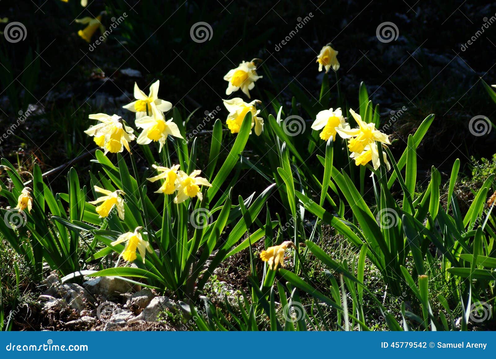 Wild daffodil stock photo. Image of lent, biodiversity - 45779542