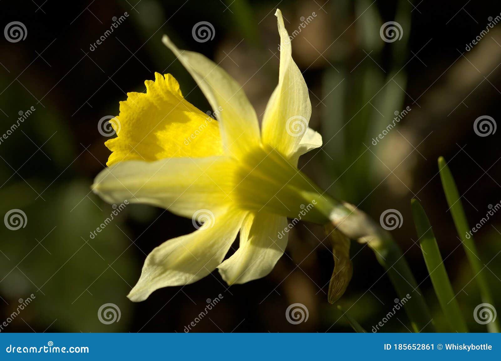 Wild Daffodil stock image. Image of yellow, wildflower - 185652861