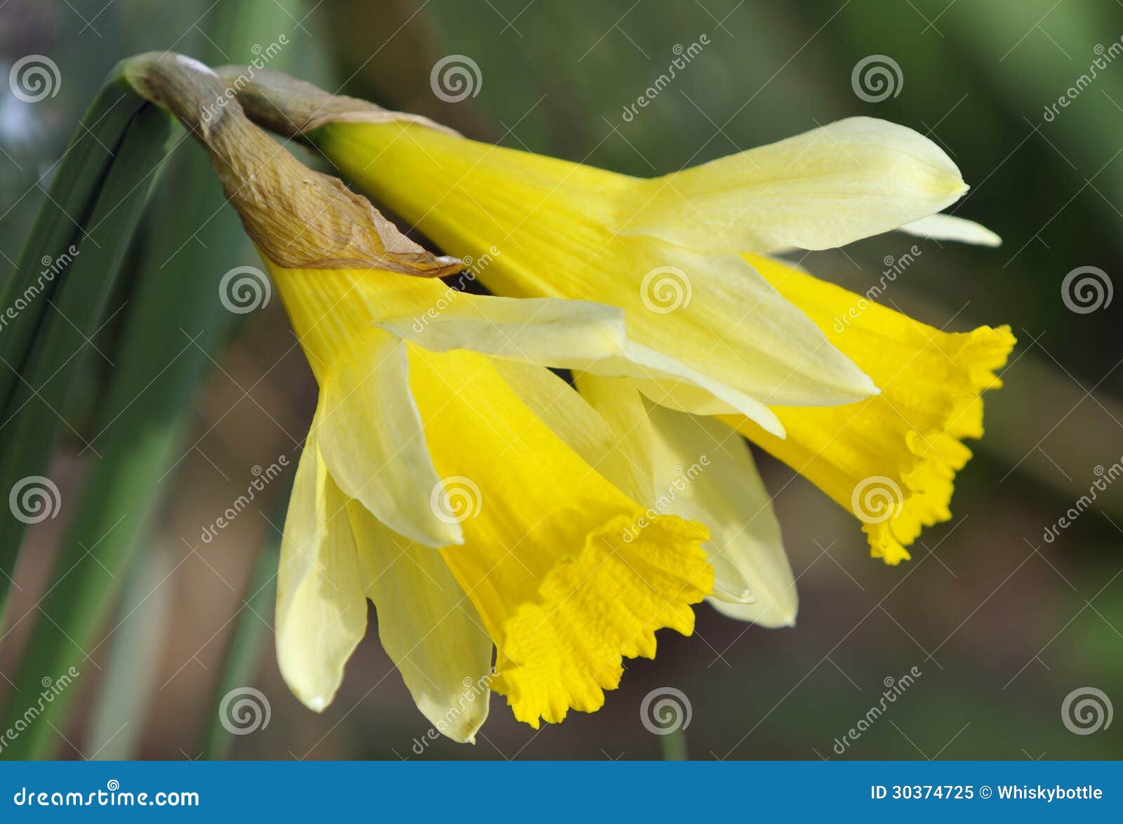 Wild Daffodil stock image. Image of nature, bulb, britain - 30374725