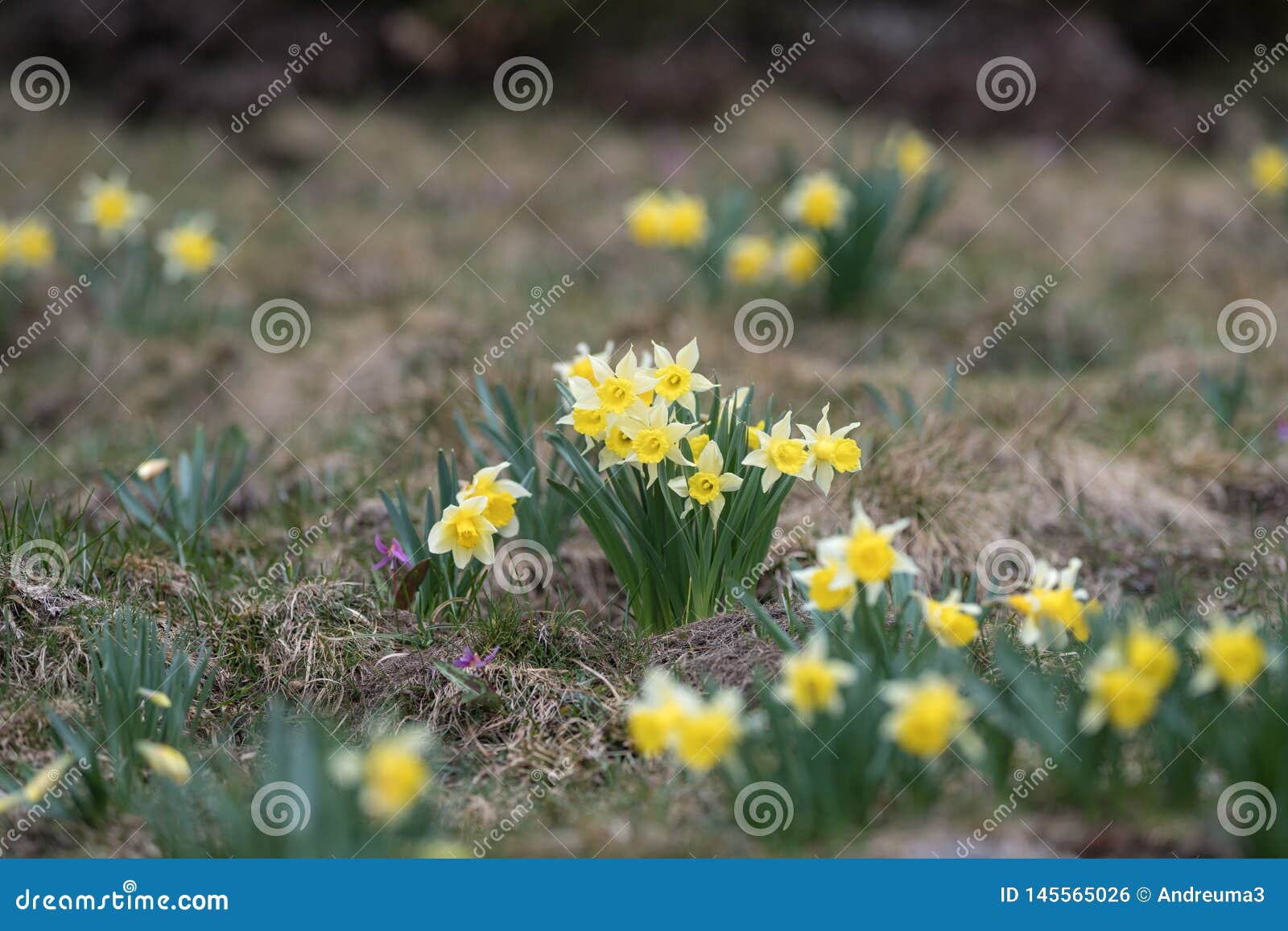 Wild Daffodil in the Pyrenees Stock Photo - Image of daffodil, wild ...