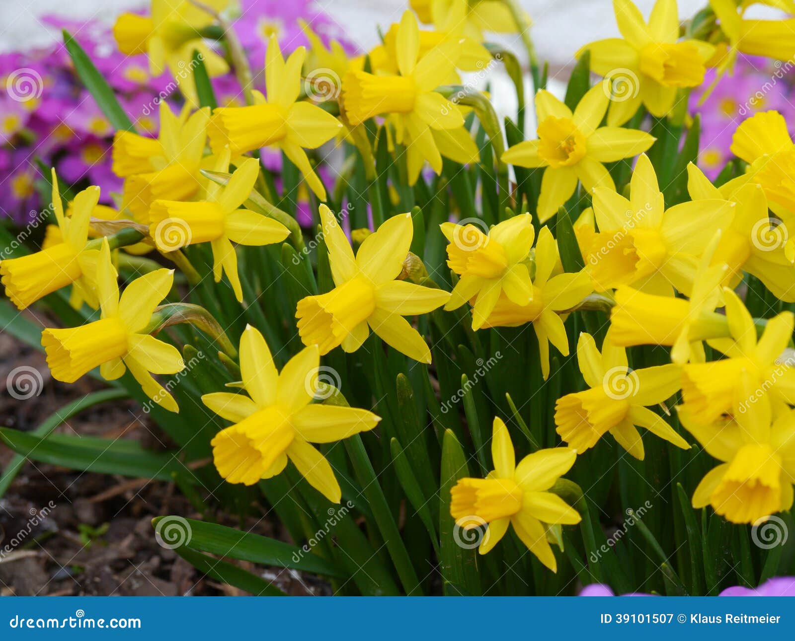 Wild daffodil stock image. Image of lily, bloom, flower - 39101507