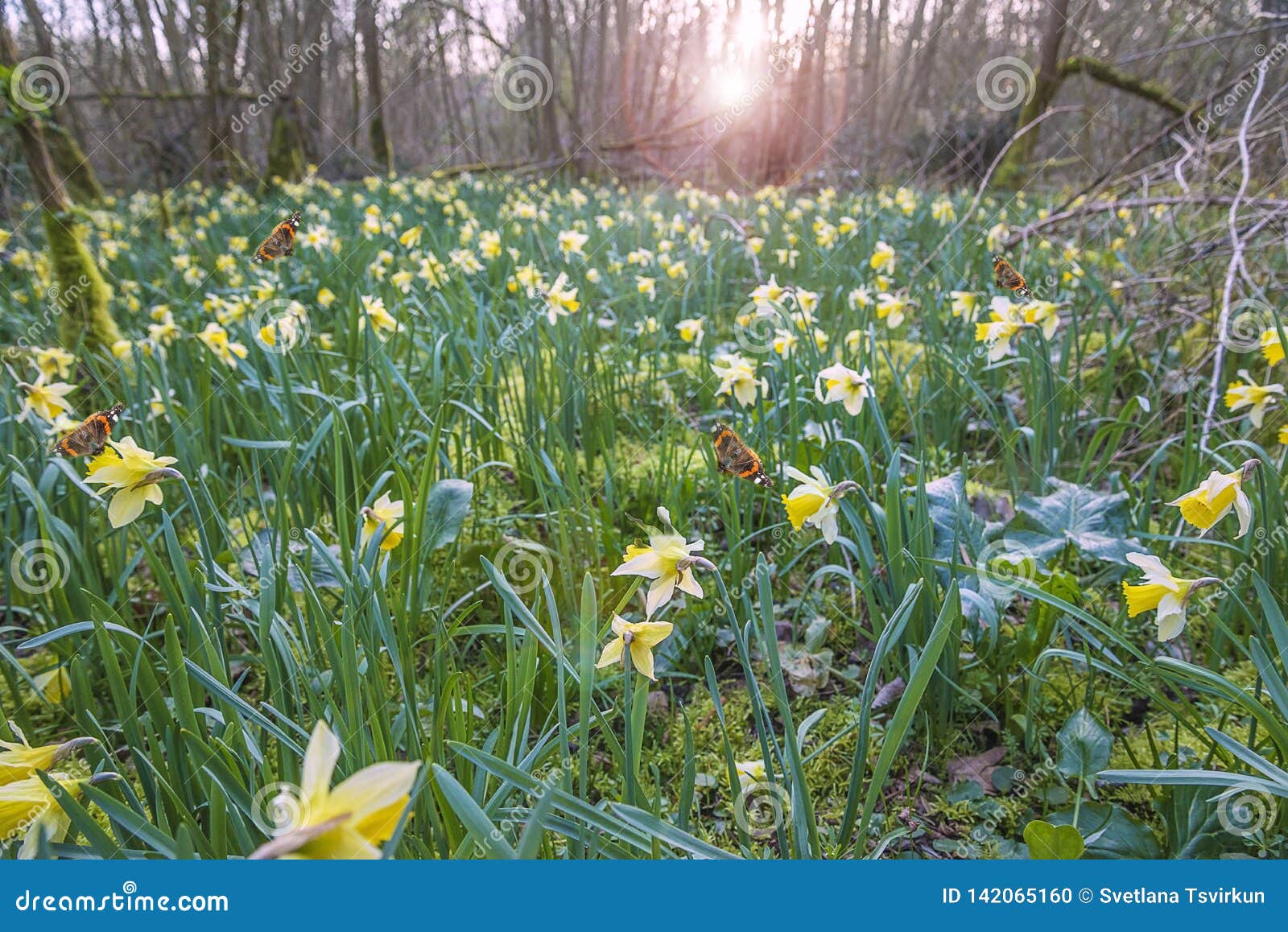 Wild Daffodils Blooming in the Spring Forest Stock Photo - Image of ...