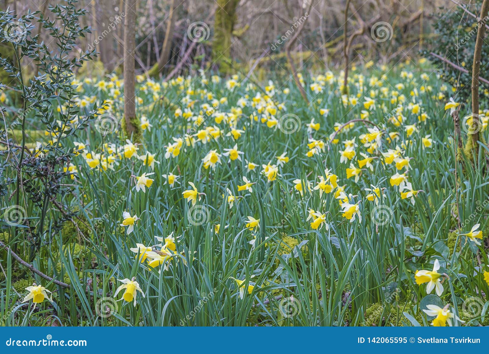 Wild Daffodils Blooming in the Spring Forest Stock Image - Image of ...