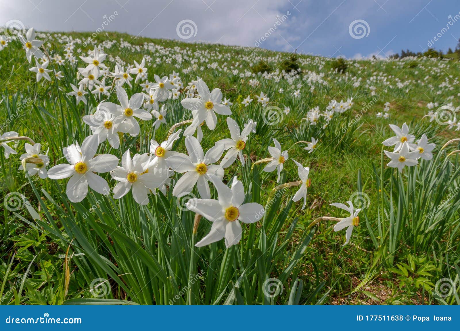 Wild Daffodils Field. Touch of Spring Stock Photo - Image of narcissus ...
