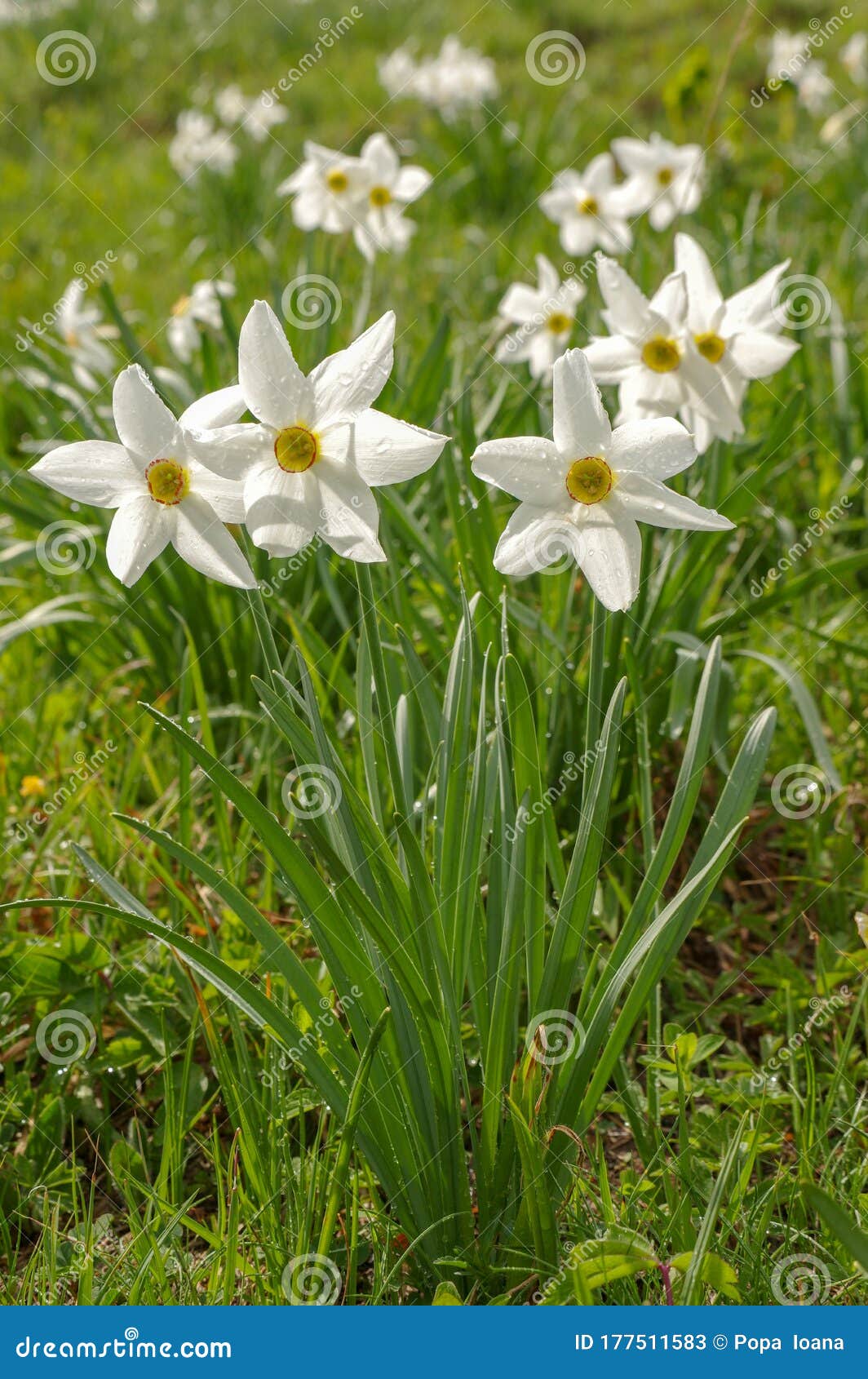 Wild Daffodils Field. Touch of Spring Stock Image - Image of flowers ...