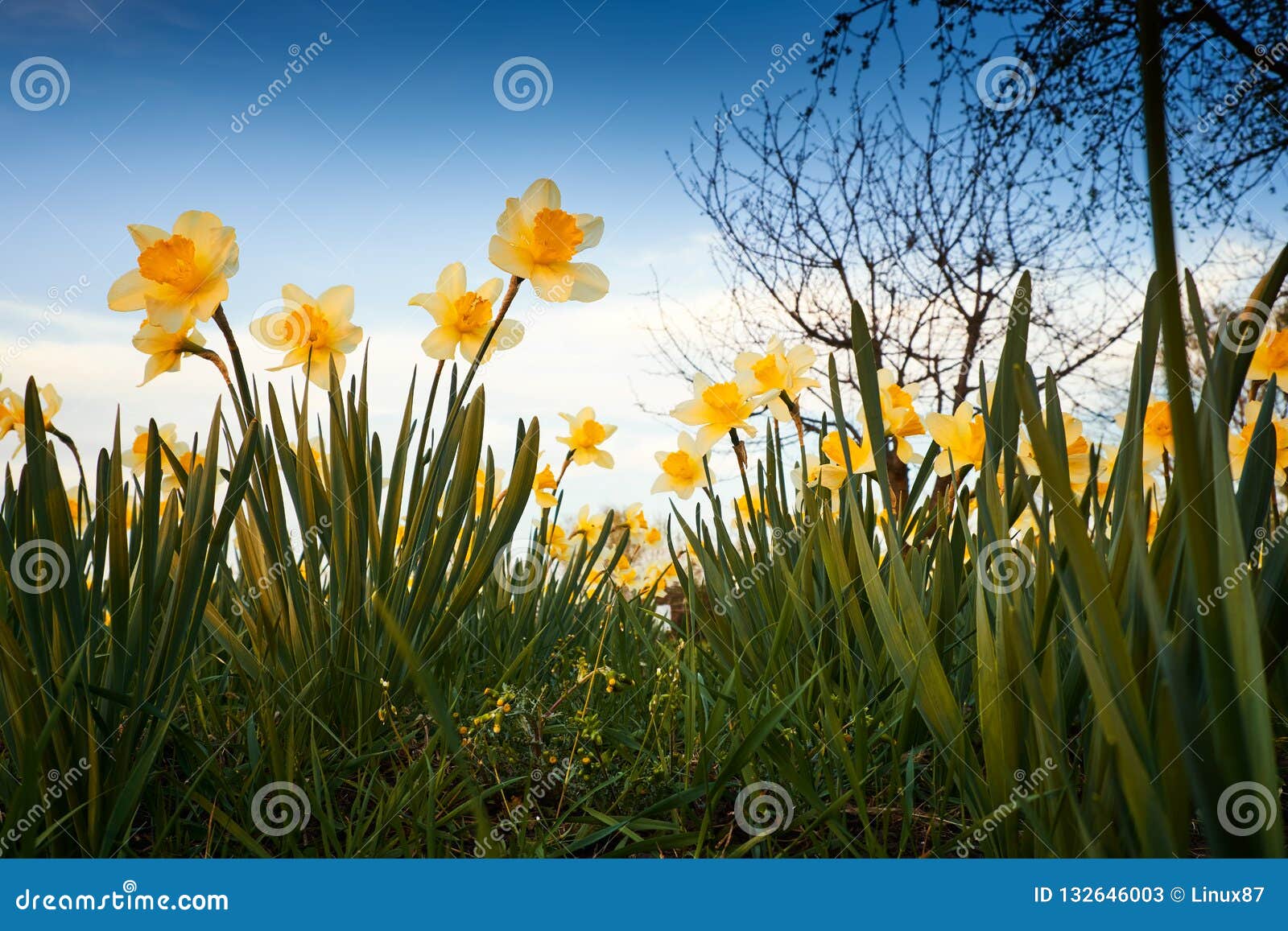 Wild Daffodils in the Garden Stock Image - Image of leaf, plant: 132646003