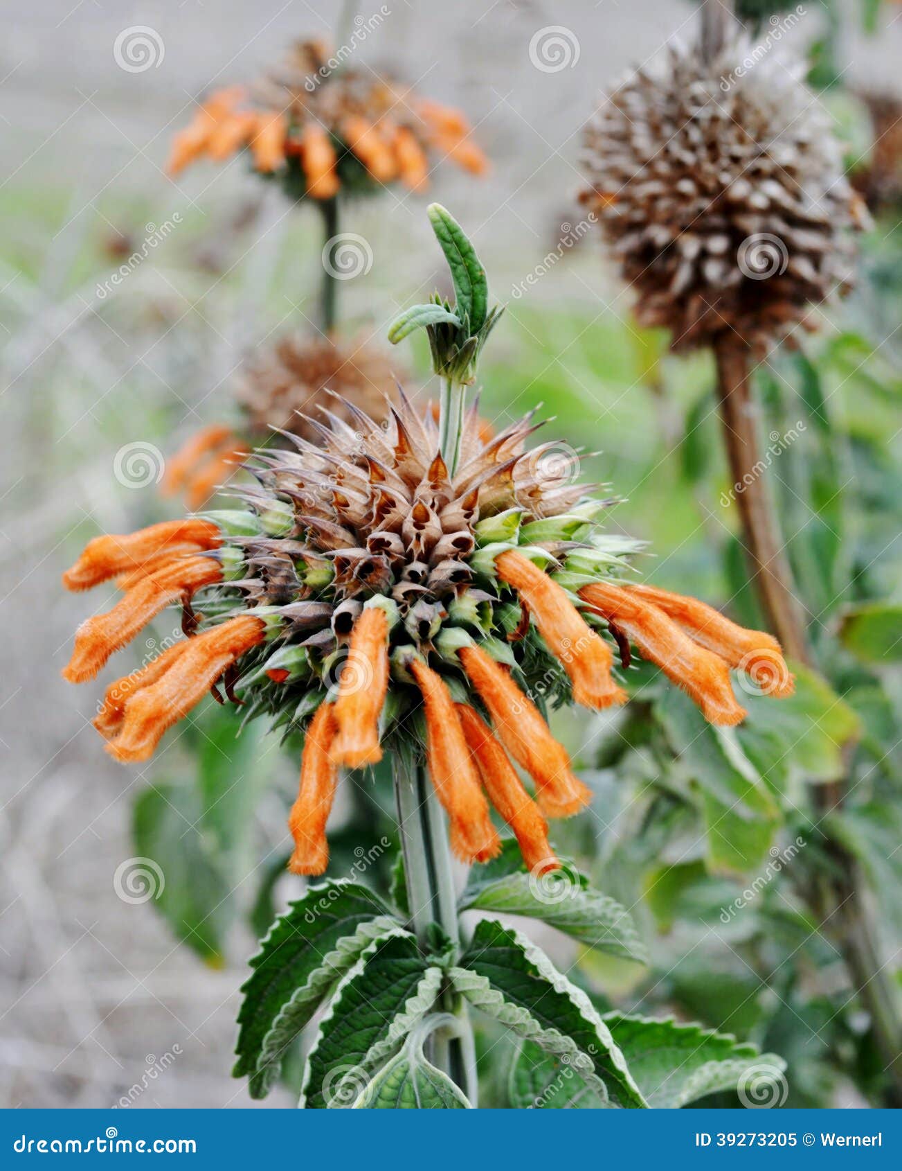 Wild Dagga stock image. Image of close, leonurus, flowers - 39273205