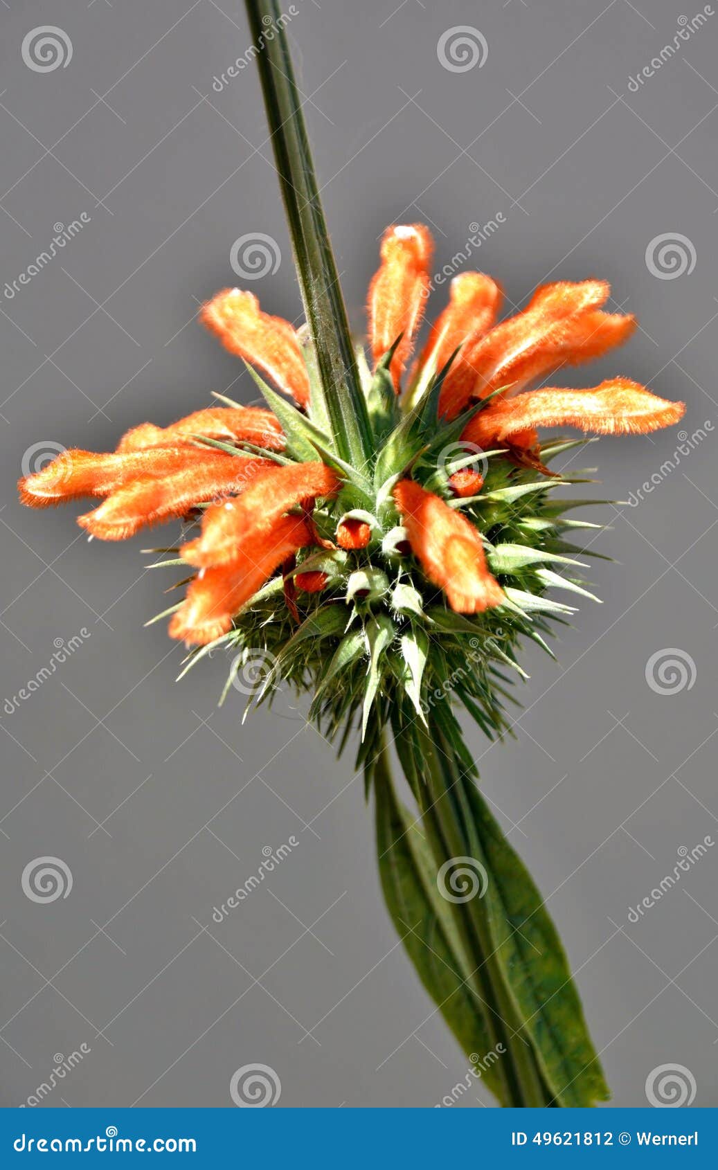 Wild Dagga stock photo. Image of aromatic, tail, leonurus - 49621812