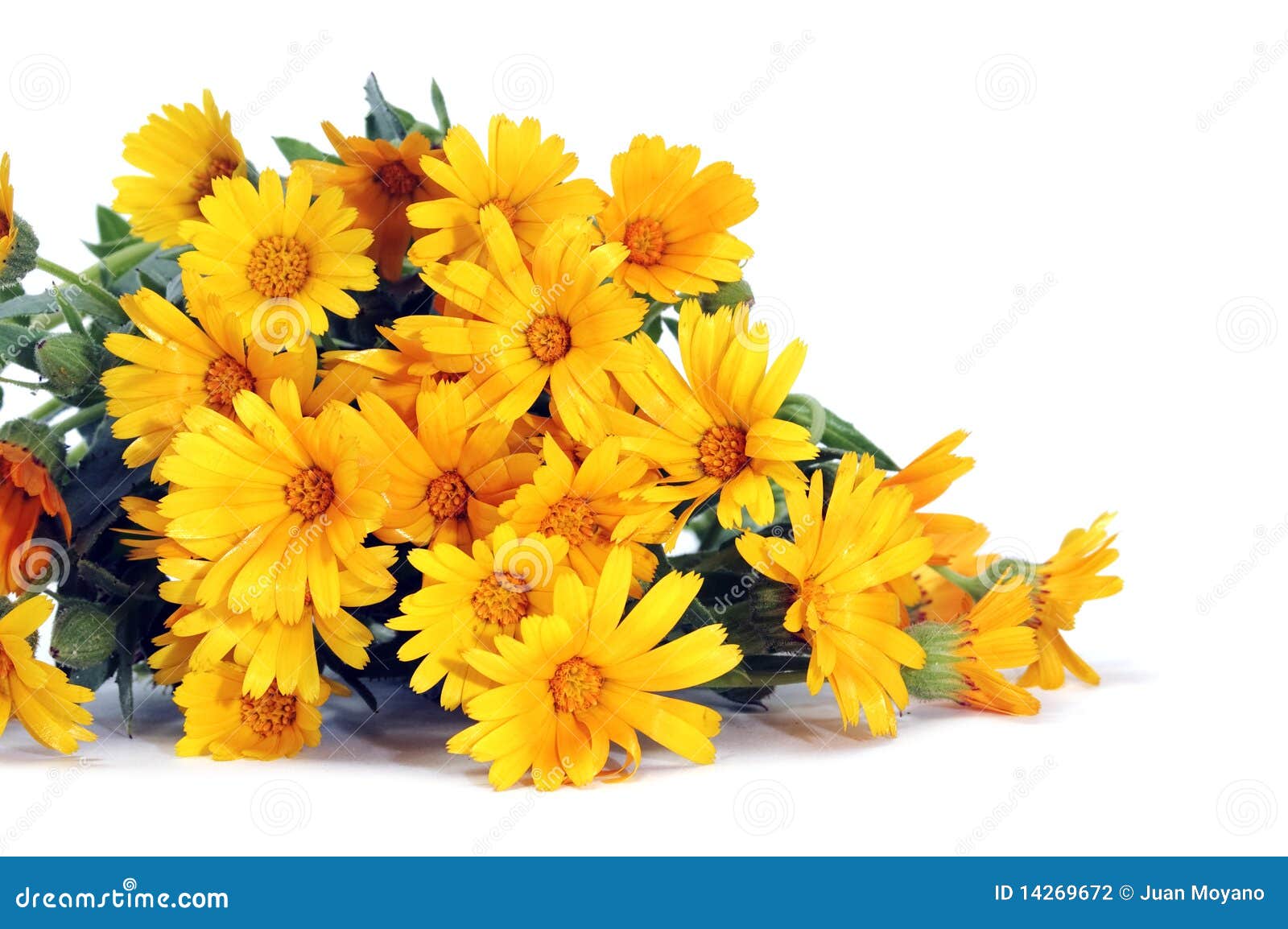 Wild daisies stock photo. Image of gardening, decorative - 14269672