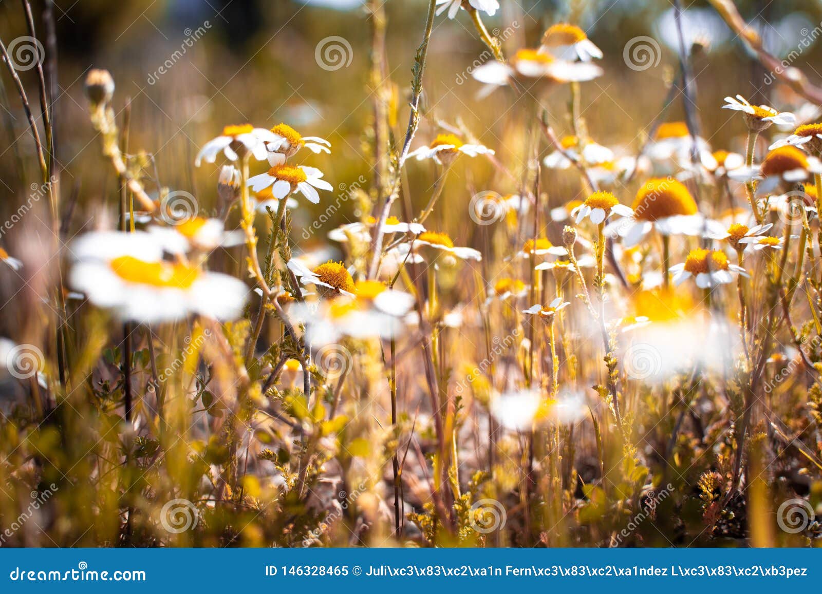 Wild Daisies Dancing with the Wind Stock Image - Image of daisies ...