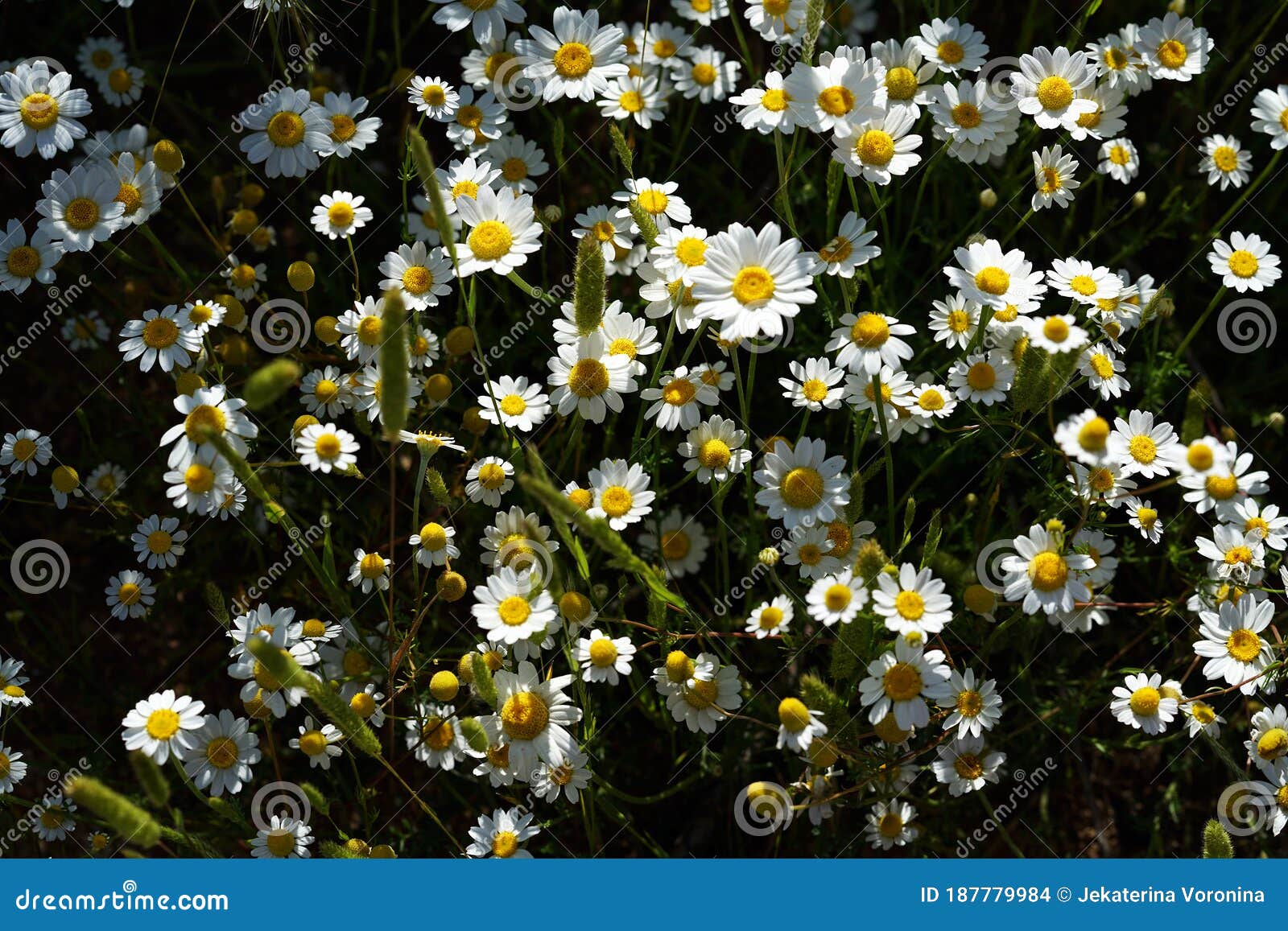 Wild Daisies in a Field in Spring in Italy Stock Photo - Image of away ...