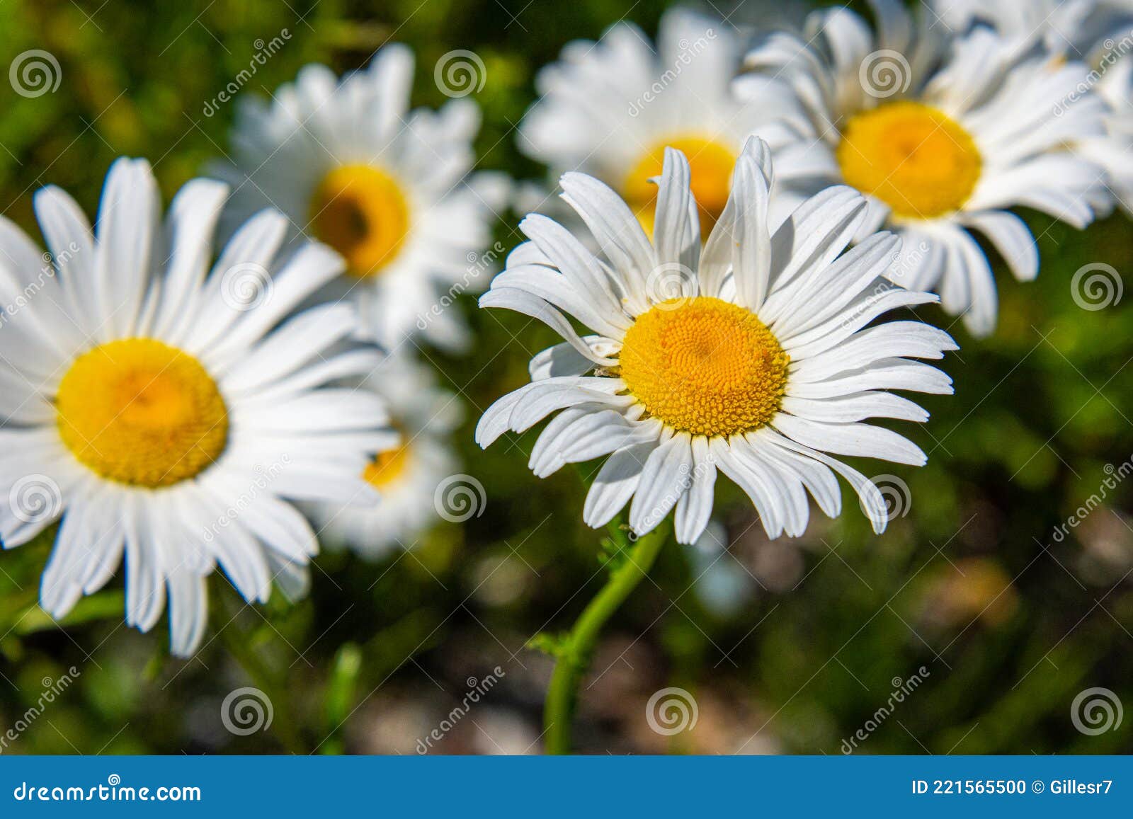Wild Daisies Flowers in the Fields Stock Photo - Image of natural ...