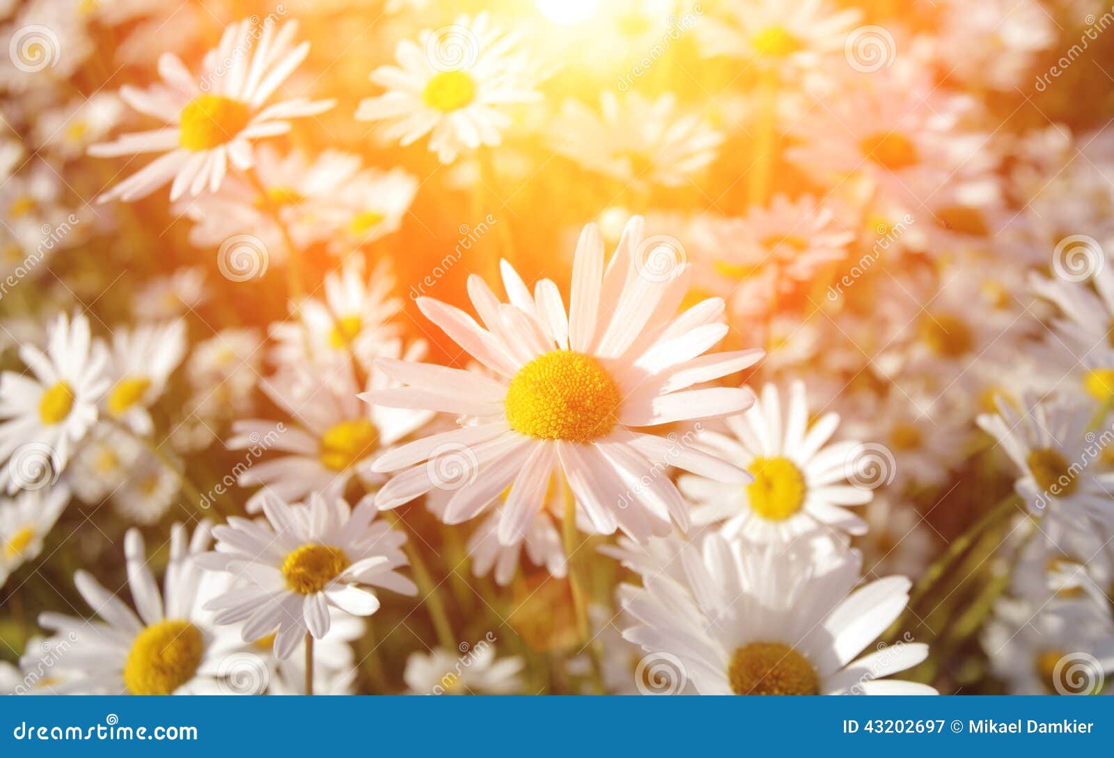 Wild daisies editorial photography. Image of morning - 43202697