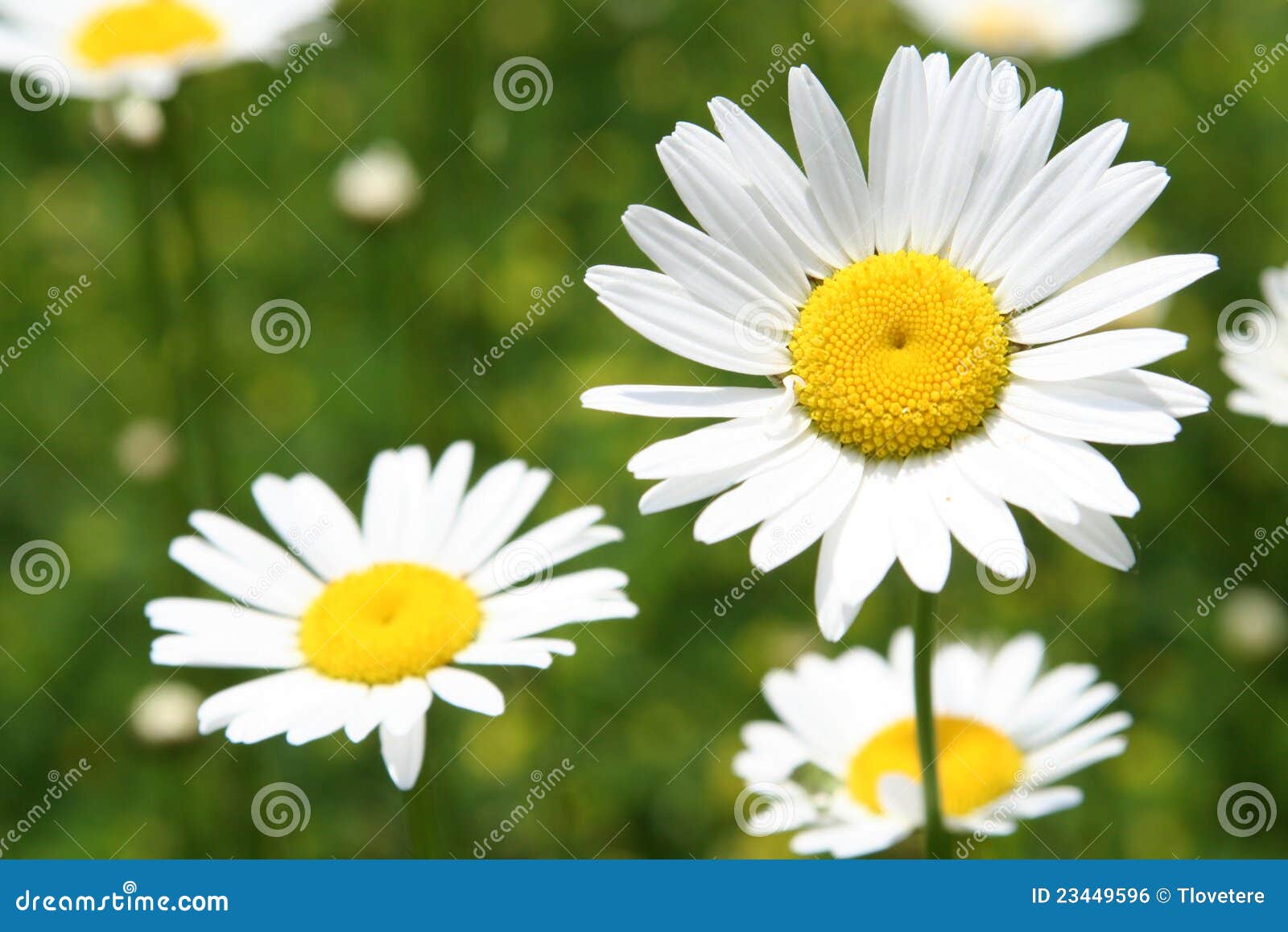 Wild Daisy stock photo. Image of daisy, flowers, stood - 23449596
