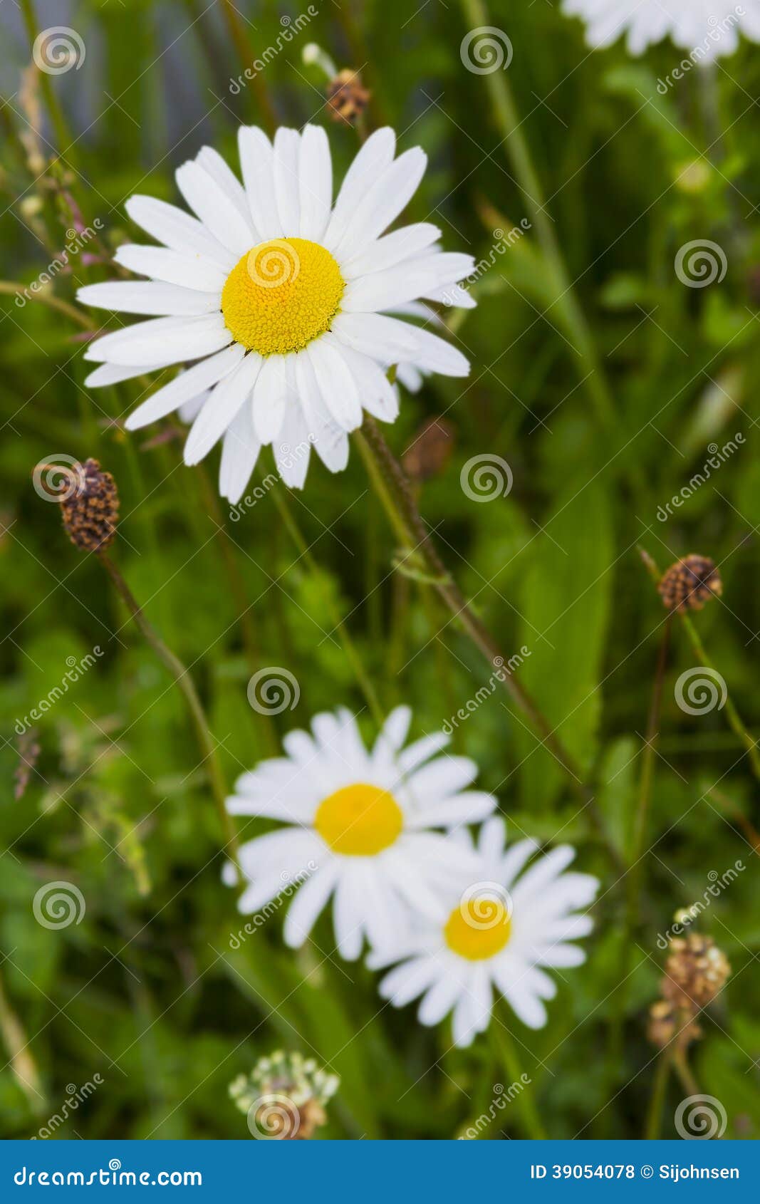 Wild daisy stock photo. Image of stalk, petal, outdoor - 39054078