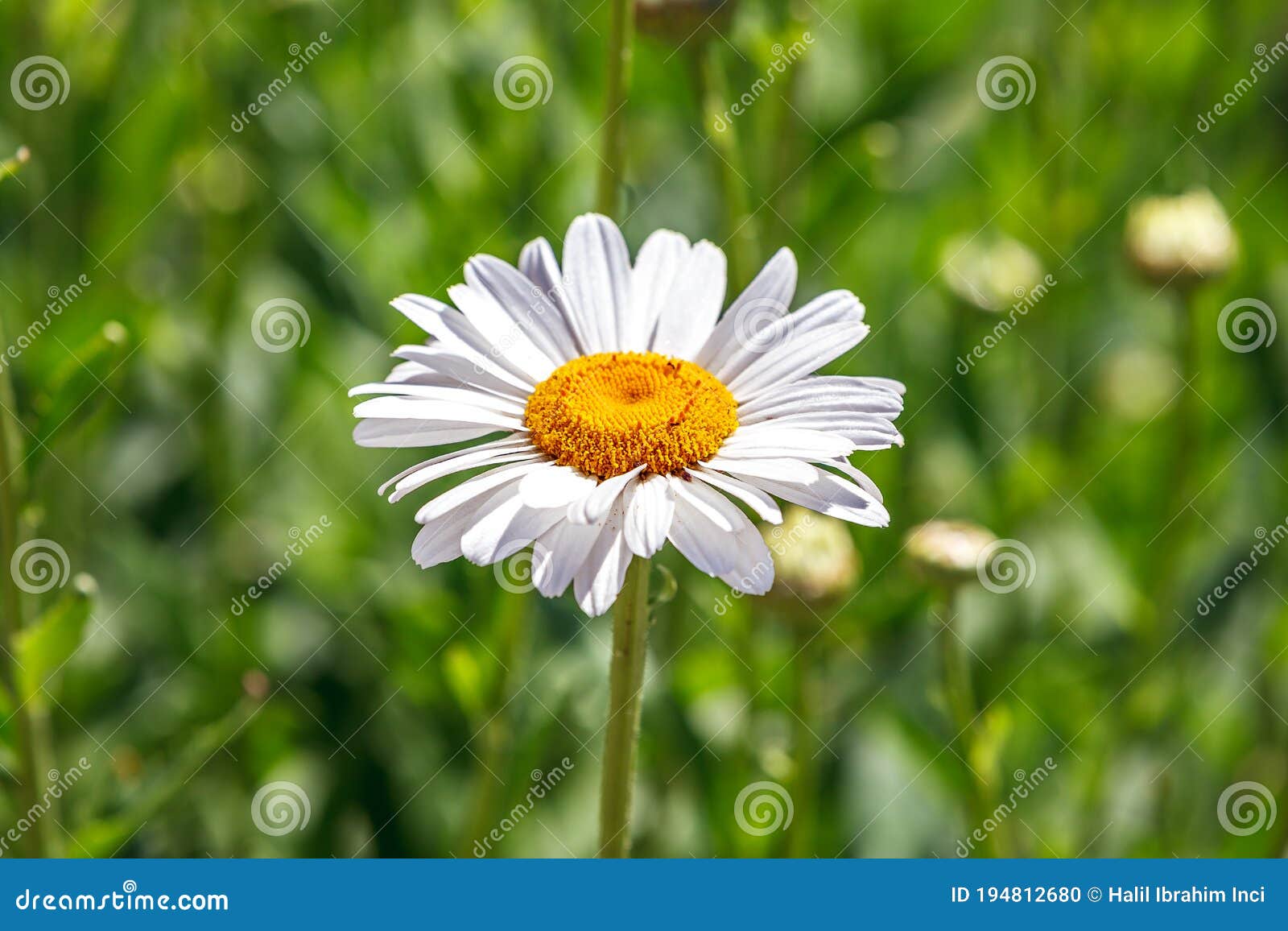 Wild daisy flower stock photo. Image of harmony, blossom - 194812680