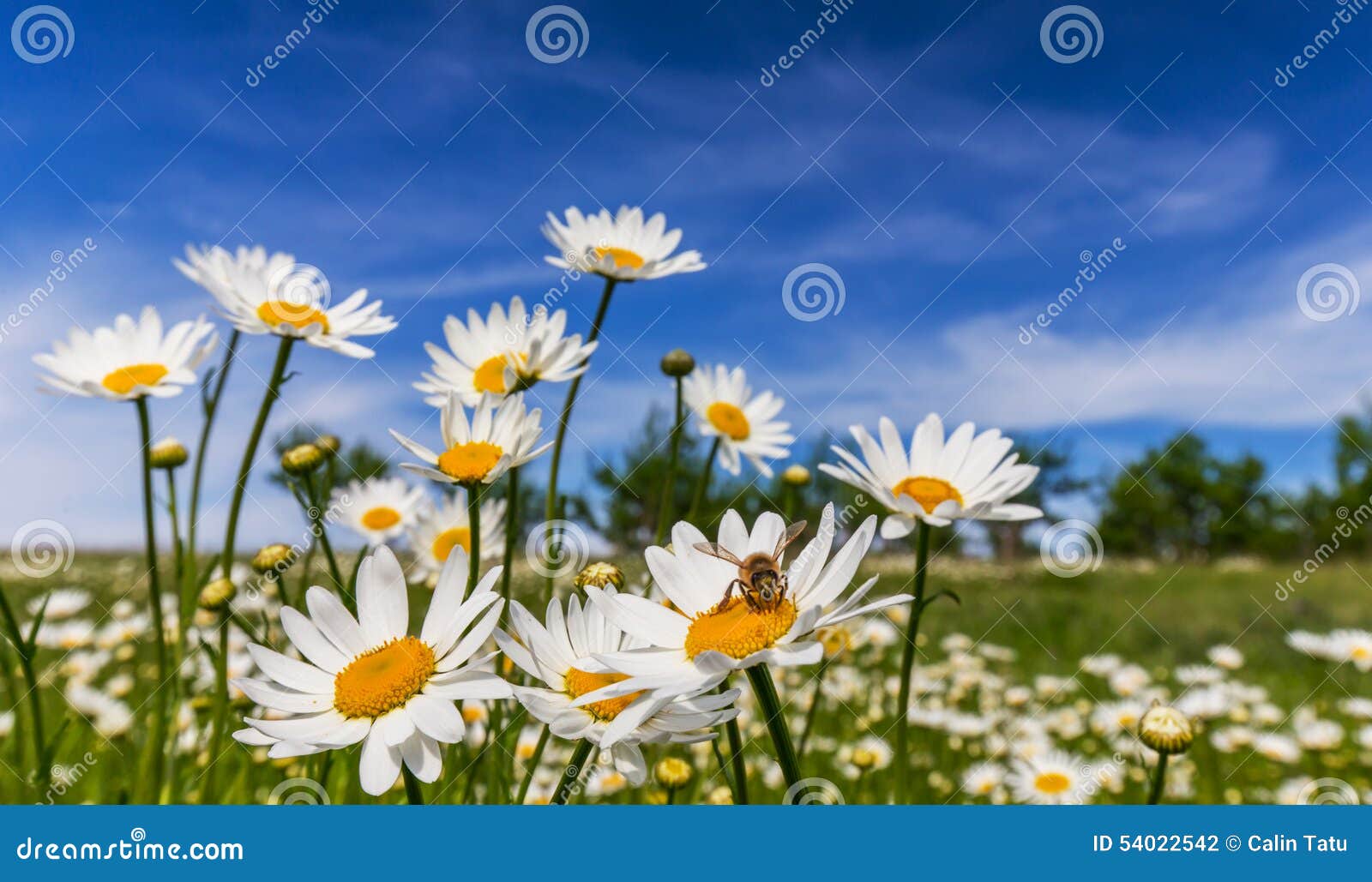 Wild Daisy Flowers in Spring Stock Photo - Image of cherry, magnolia ...