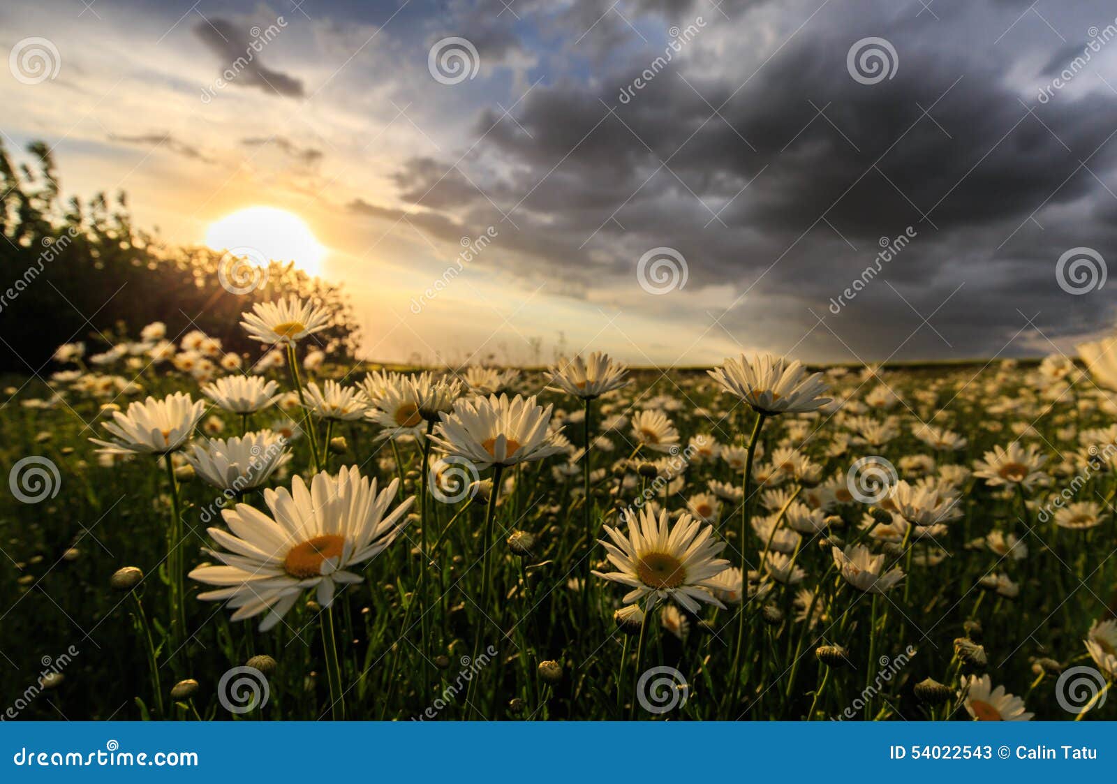 Wild Daisy Flowers in Spring Stock Image - Image of salix, natural ...