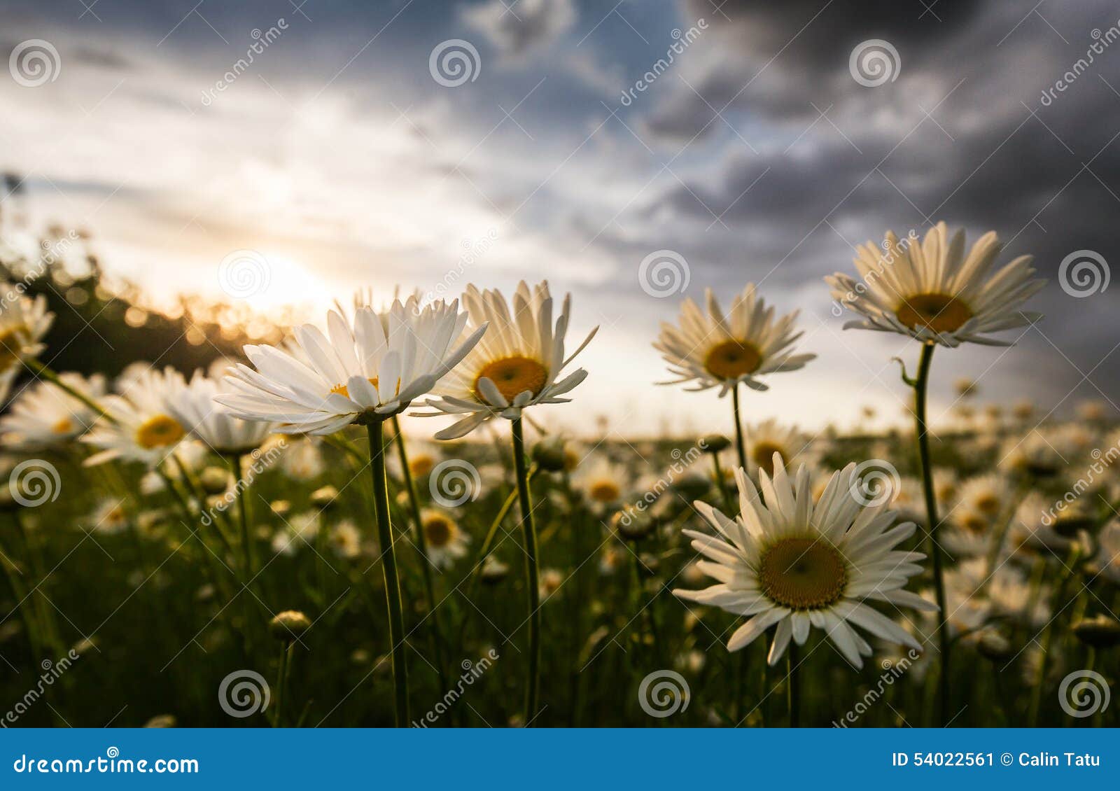 Wild Daisy Flowers in Spring Stock Image - Image of bloom, flowers ...