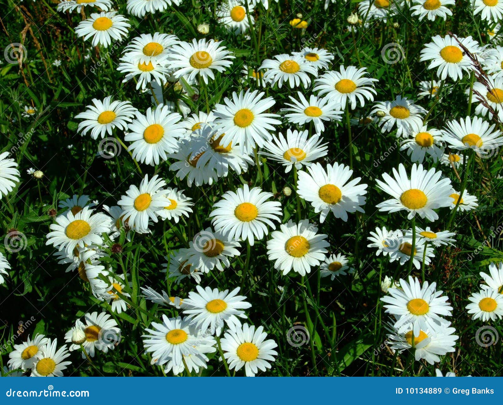 Wild daisy macro stock image. Image of petals, close - 10134889