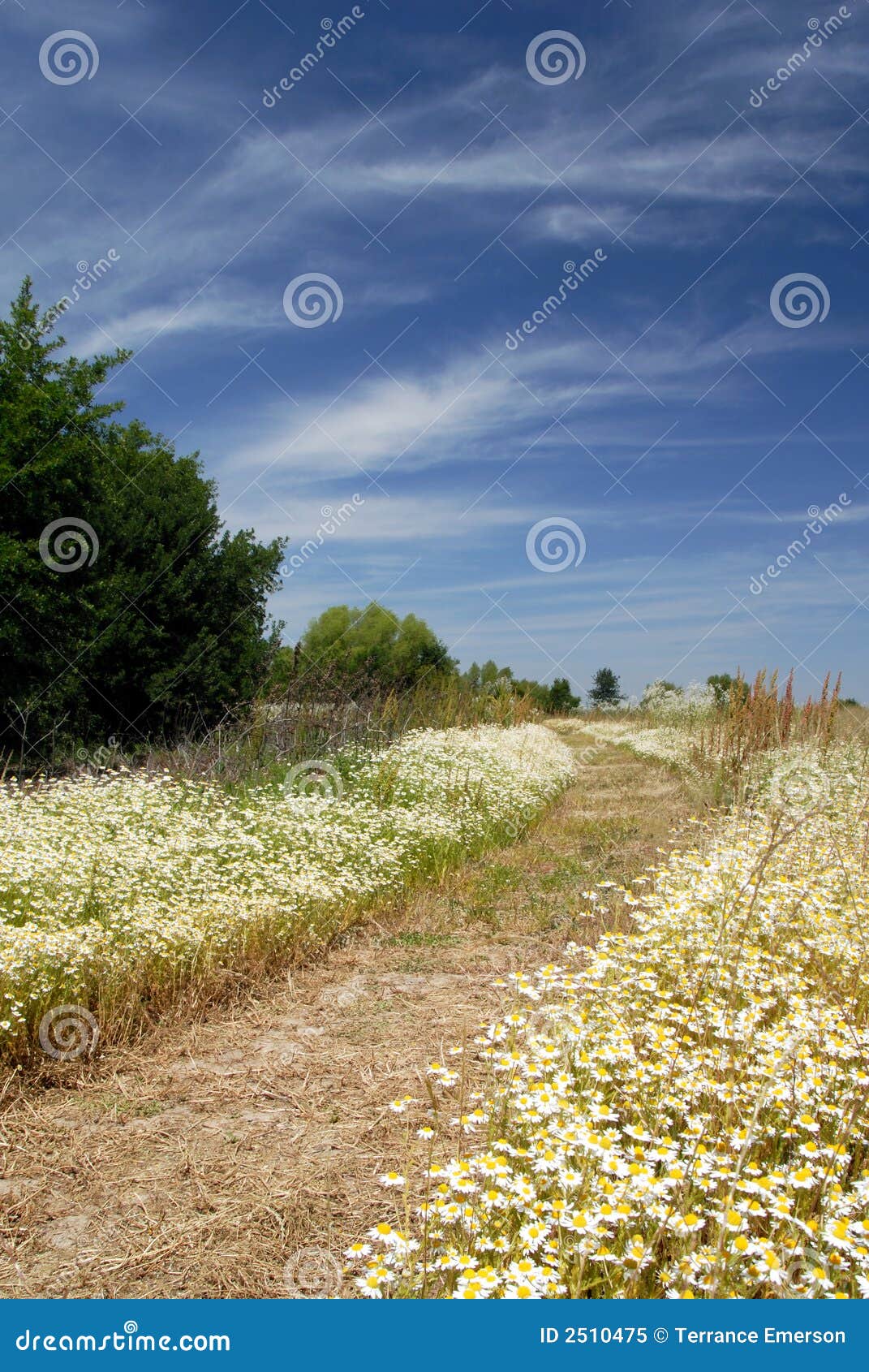 Wild Daisy Meadow Path stock image. Image of daisies, walk - 2510475