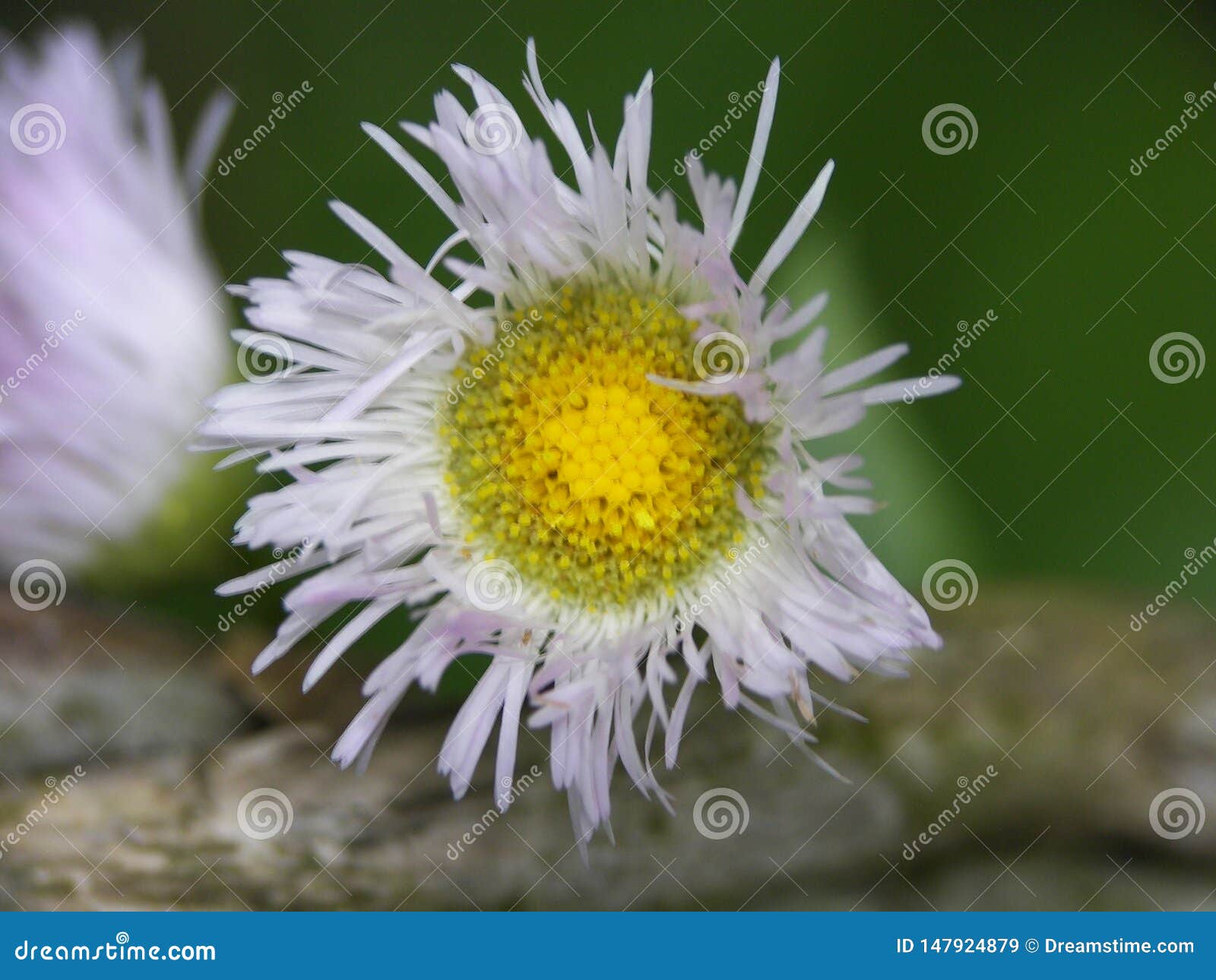 Wild Daisy in spring stock image. Image of kentucky - 147924879
