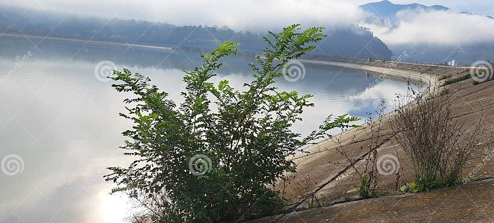 Wild and the dam stock photo. Image of plant, green - 268283986