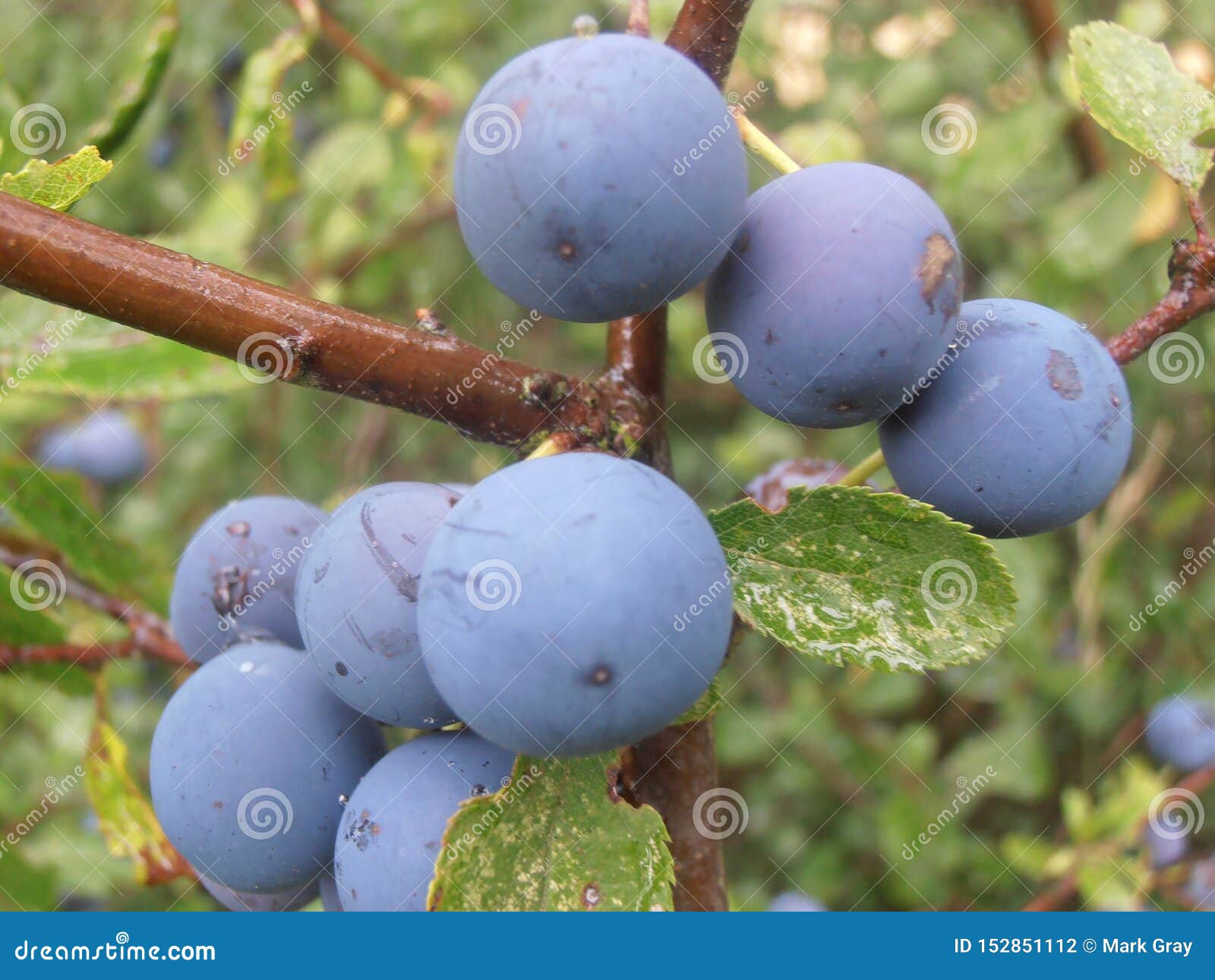 Wild Damson Fruit stock photo. Image of damson, blue - 152851112