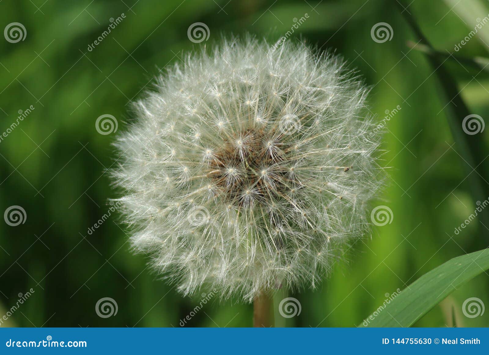 Wild dandelion stock photo. Image of field, bokeh, dandelion - 144755630