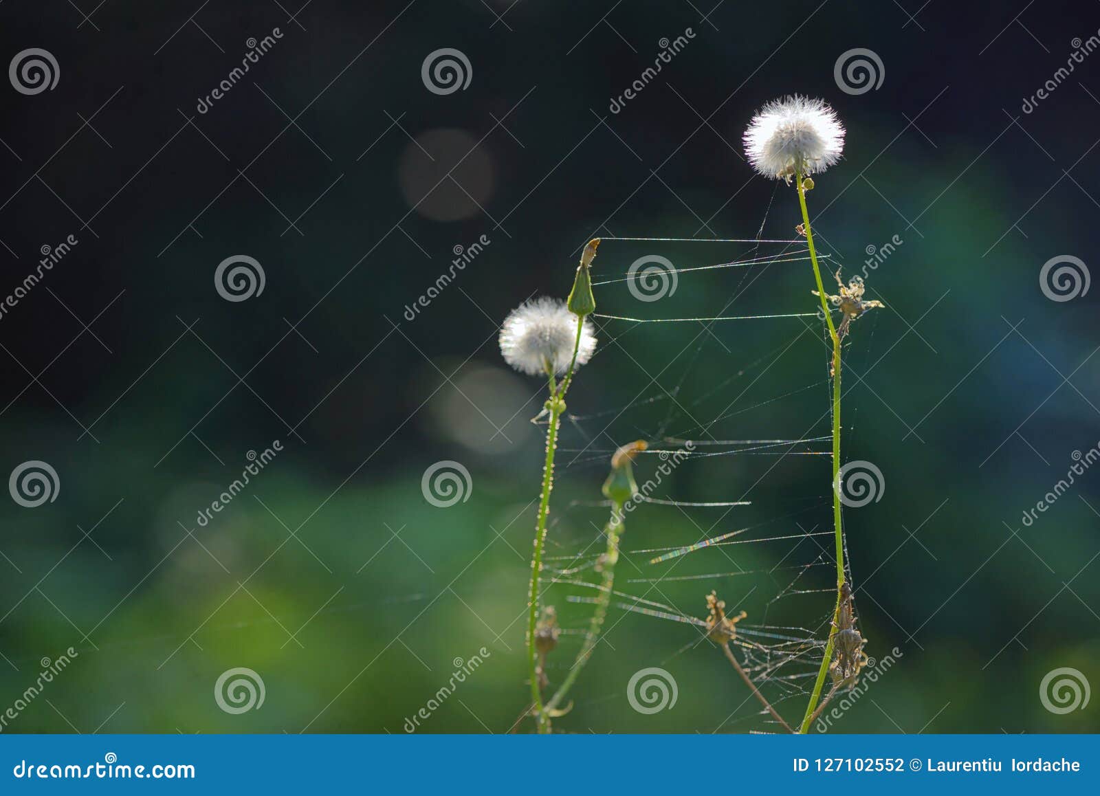 Wild dandelion on field stock photo. Image of decoration - 127102552