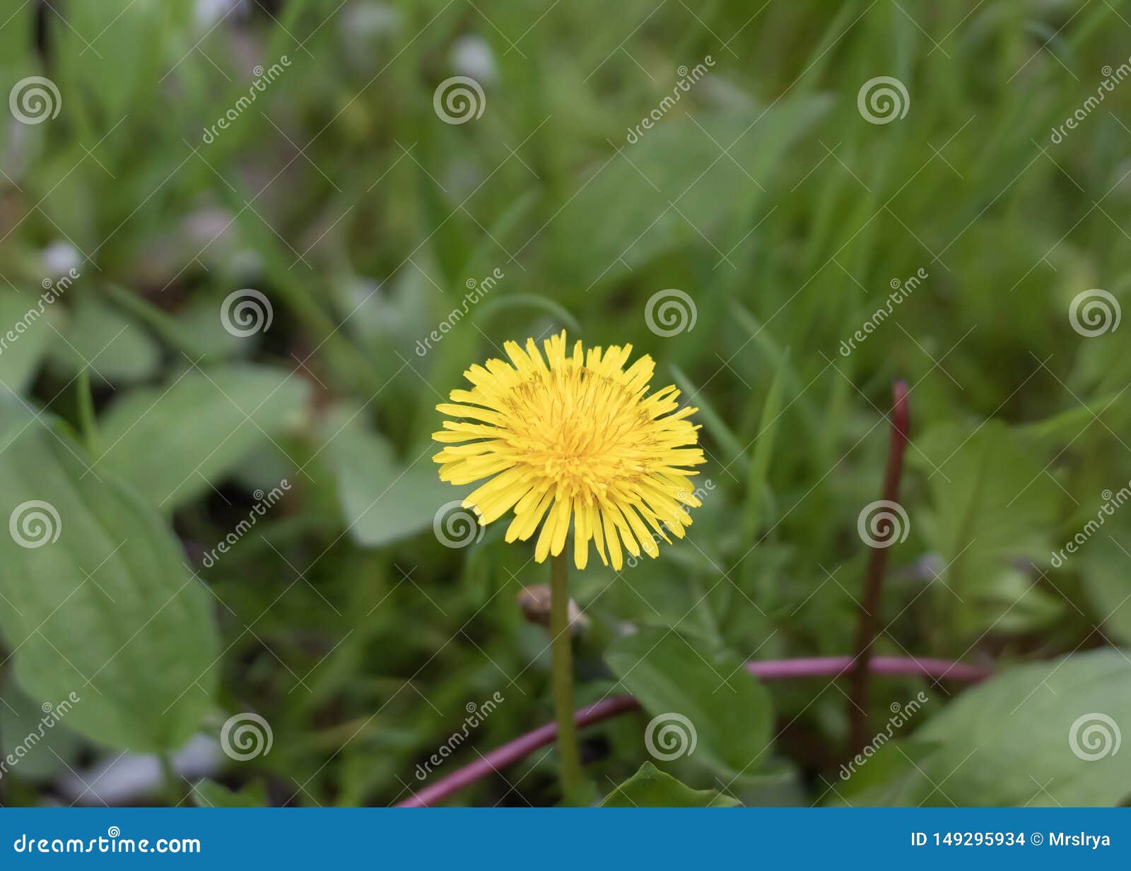 Close-up of a Wild Dandelion in the Grass Stock Photo - Image of ...