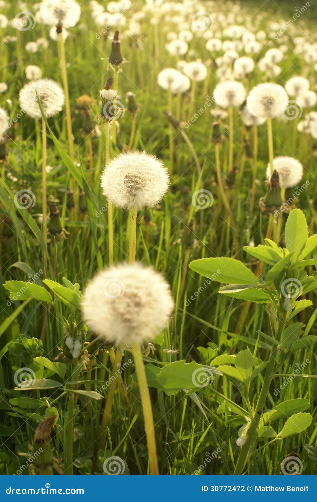 Wild Dandelions stock photo. Image of flower, flora, grass - 30772472