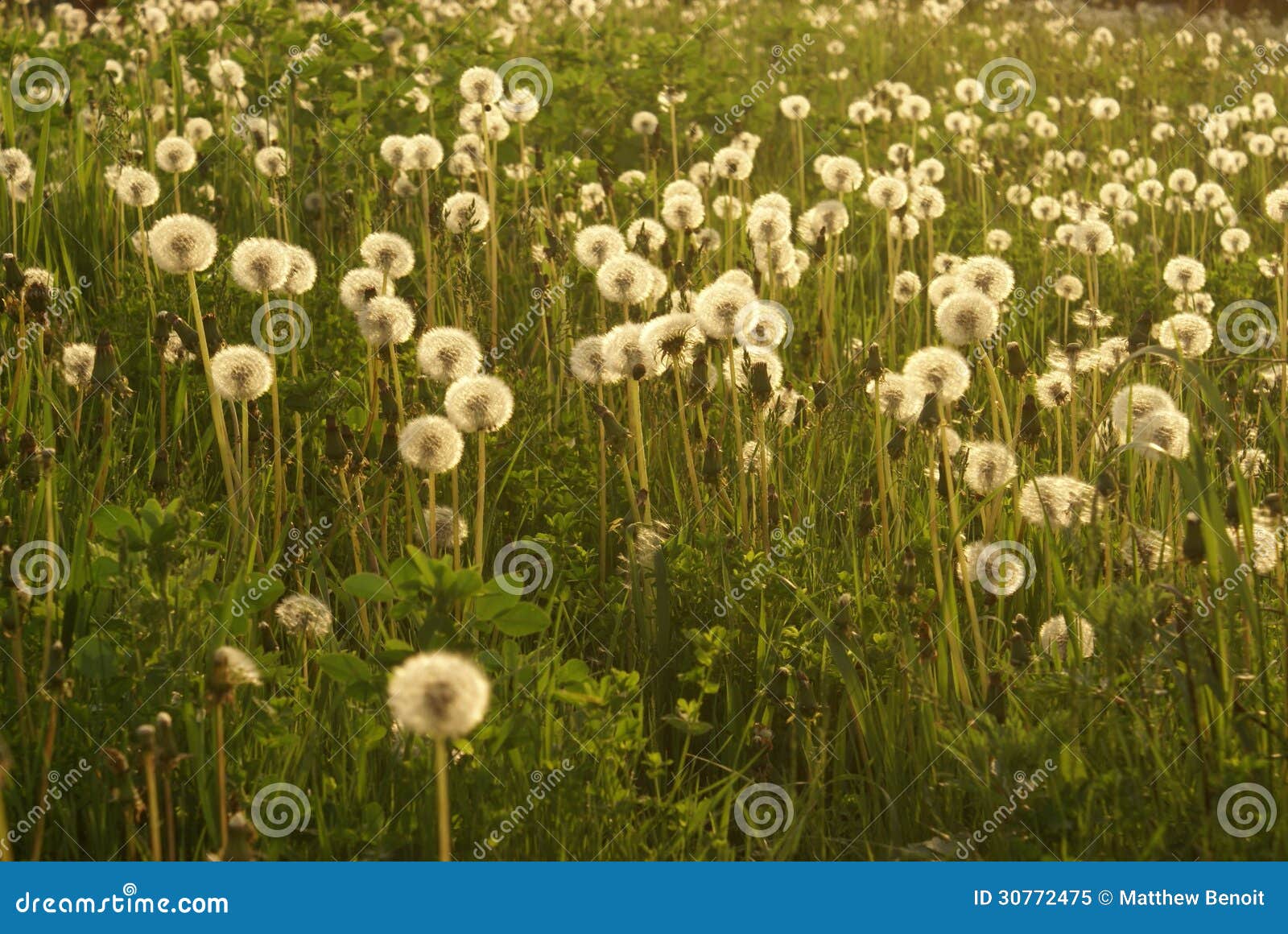 Wild Dandelions stock image. Image of quantity, blooming - 30772475