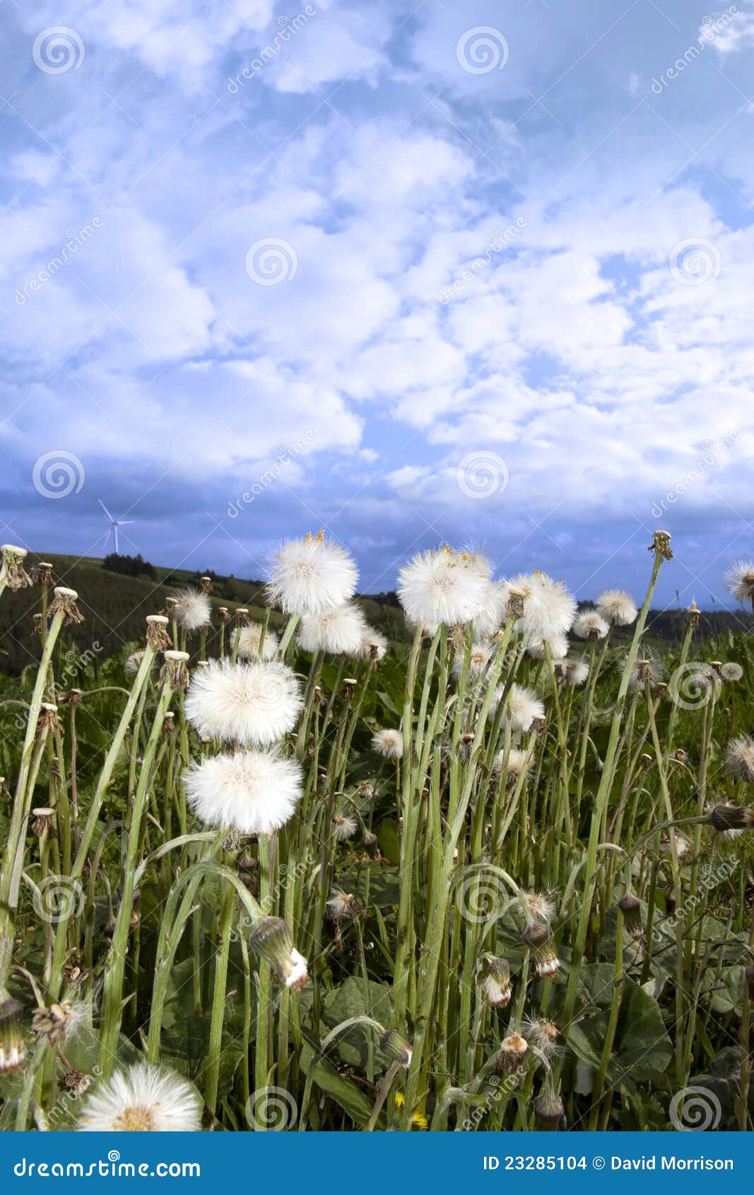 Wild Dandelions in Lush Irish Countryside Stock Photo - Image of ...