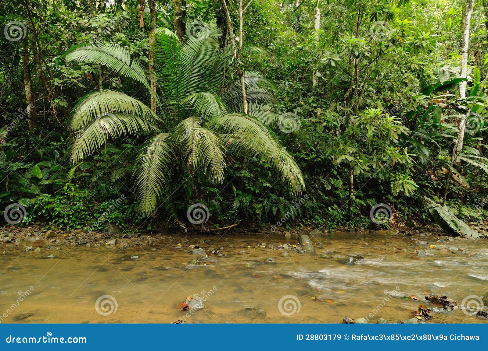 Wild Darien jungle stock image. Image of american, forests - 28803179
